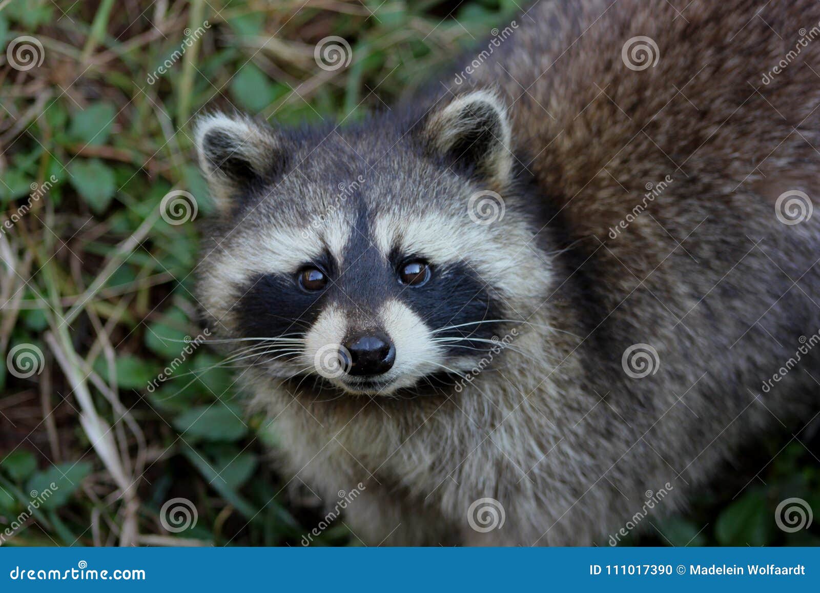 Racoon Staring Straight into the Camera Closeup of Its Face Stock Photo ...