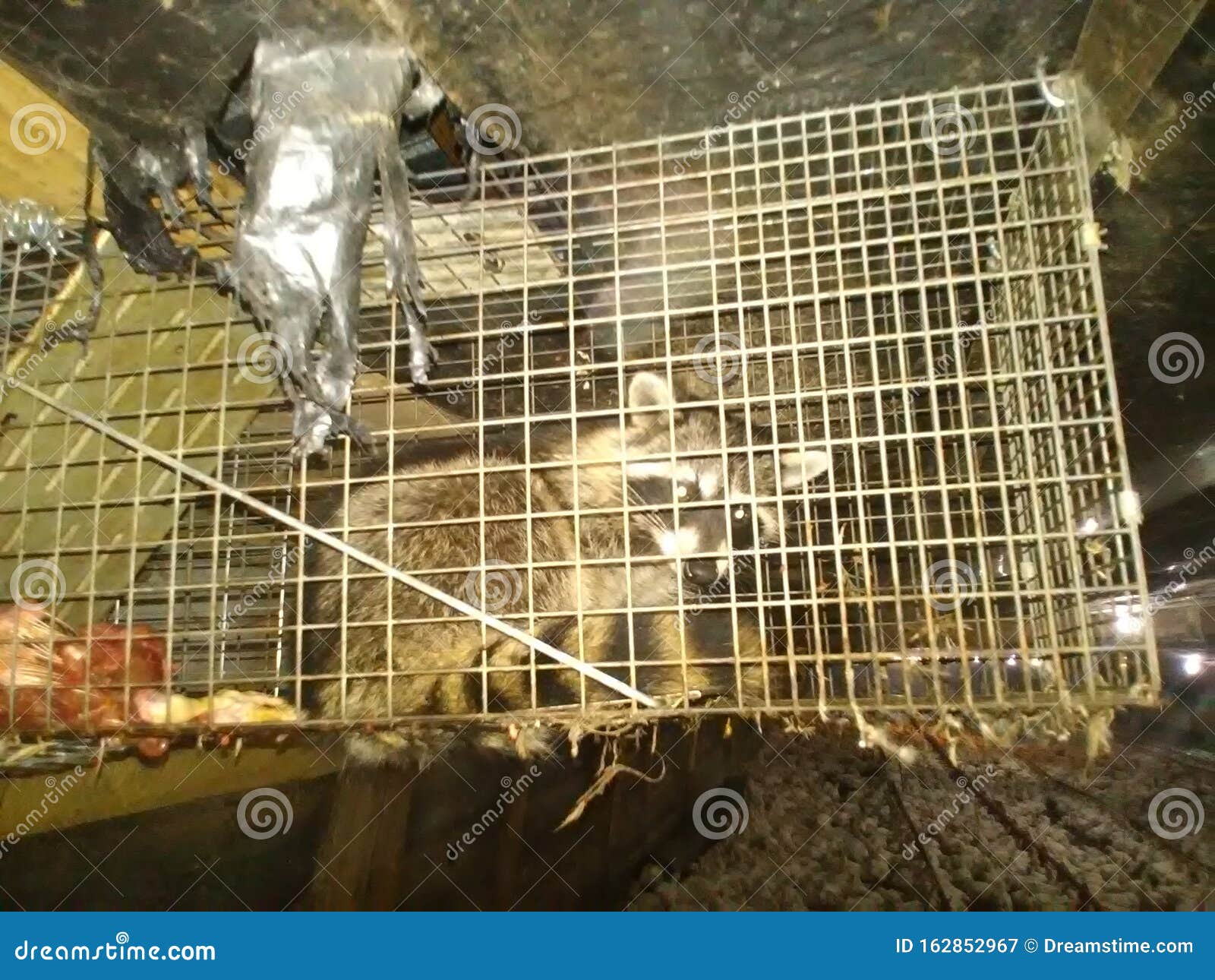 Racoon in a trap at work stock image. Image of work - 162852967