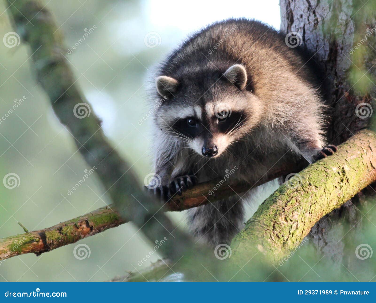 Racoon in a Tree stock image. Image of scared, lotor - 29371989