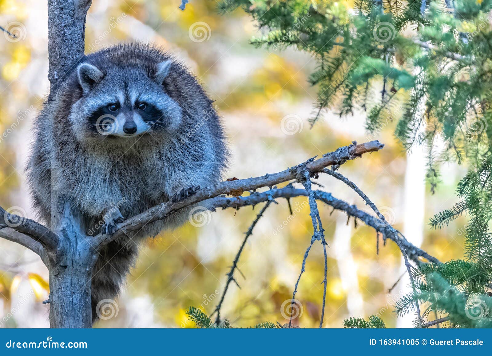 A racoon on a tree stock image. Image of canada, america - 163941005