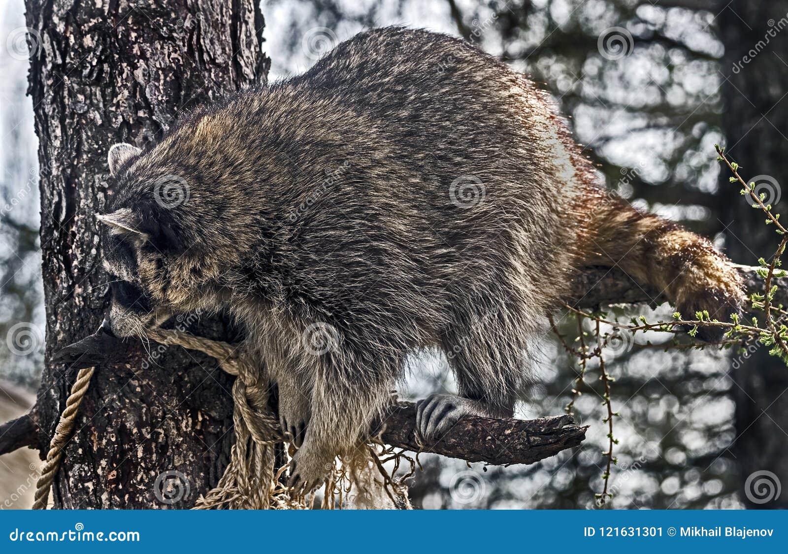 Racoon on the tree 3 stock image. Image of funny, ecology - 121631301