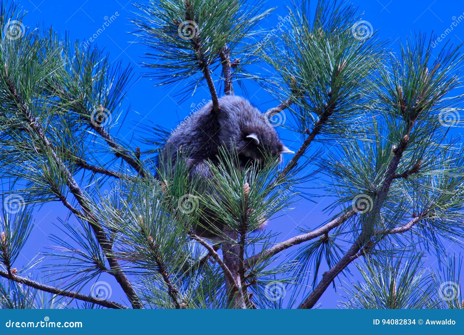 Racoons in a tree stock photo. Image of raccoons, williams - 94082834