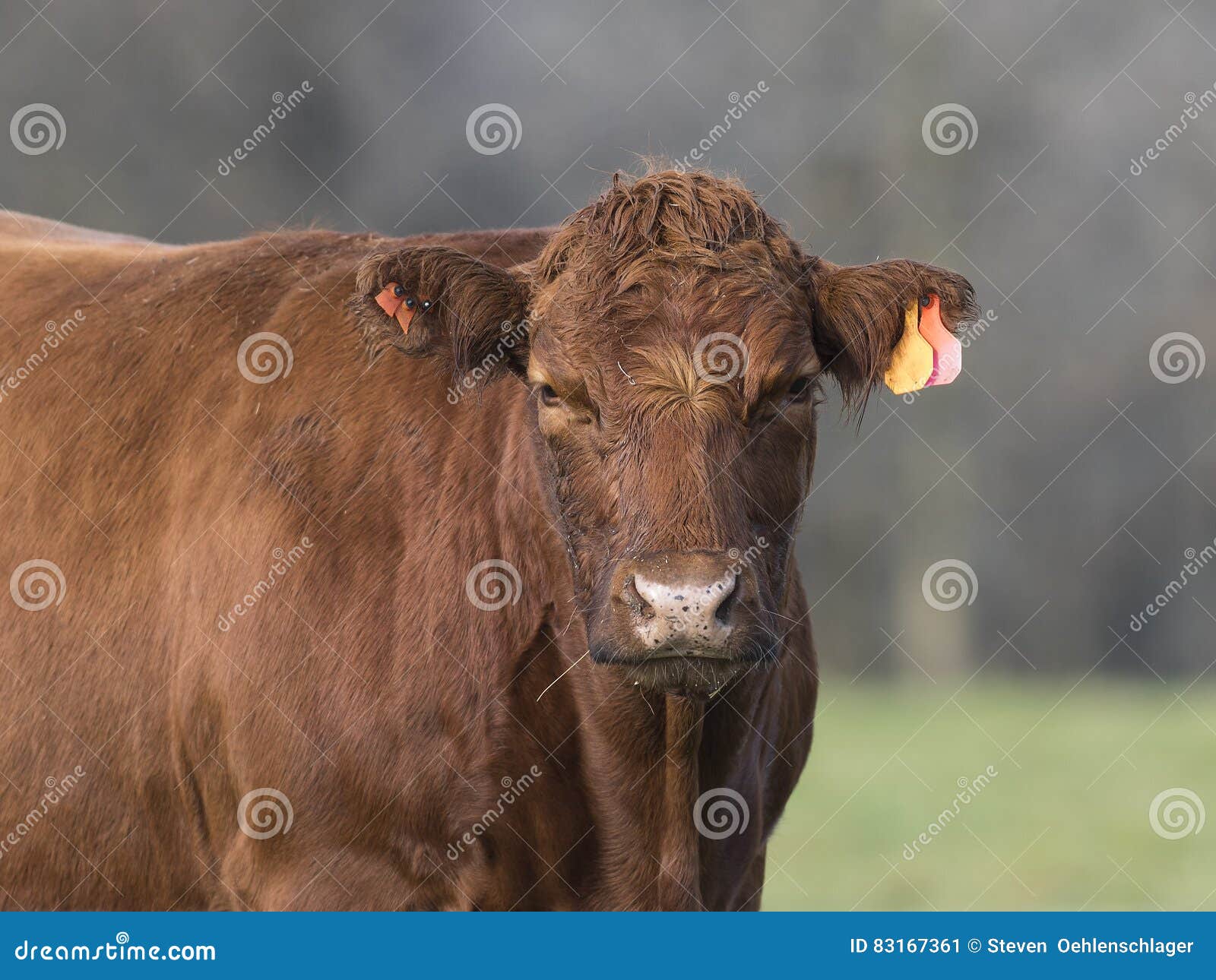 Rad Angus Cow stock image. Image of calf, pasture, beef - 83167361