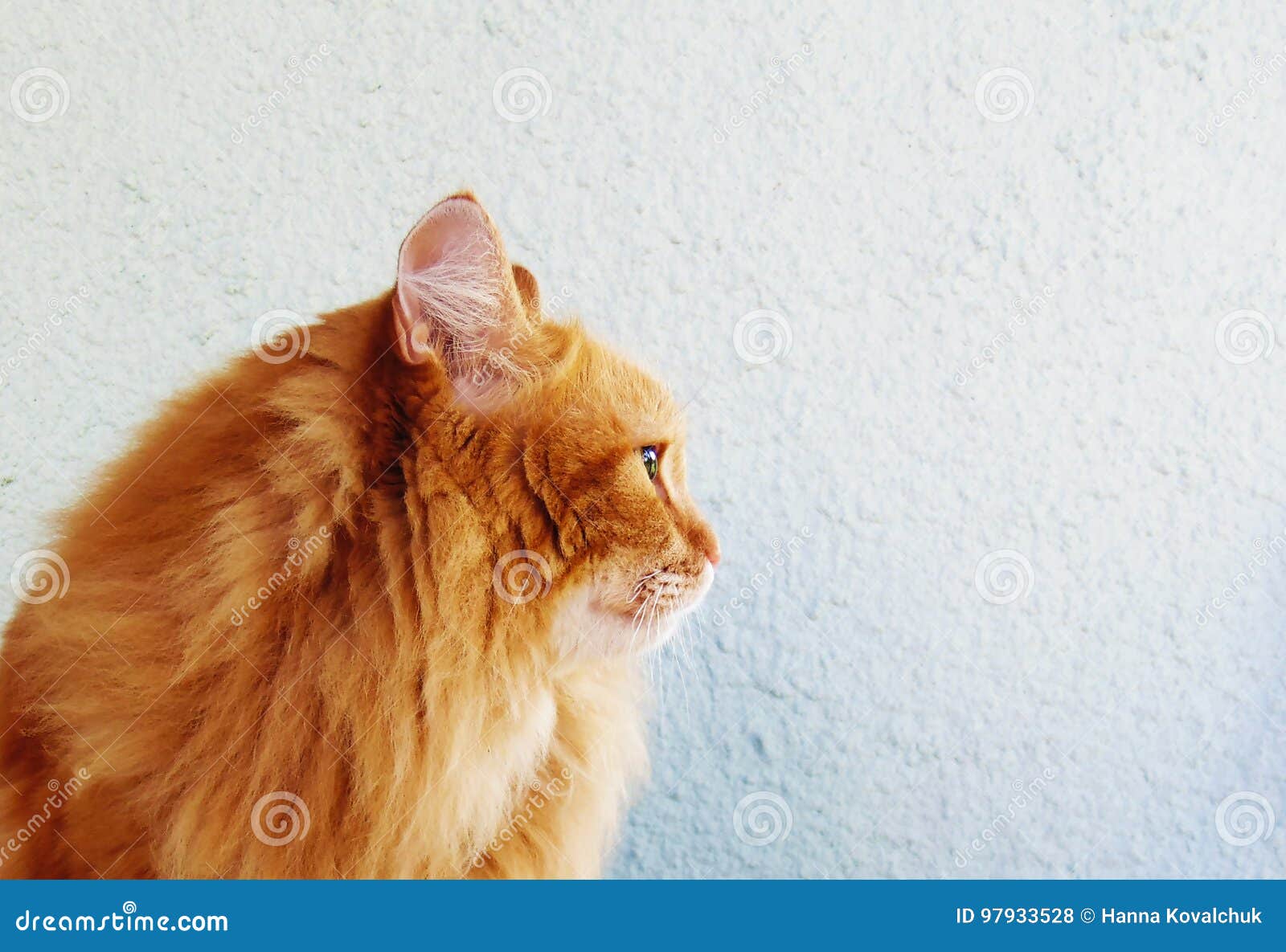 Rad Cat stock photo. Image of flocculent, fuzzy, downy - 97933528