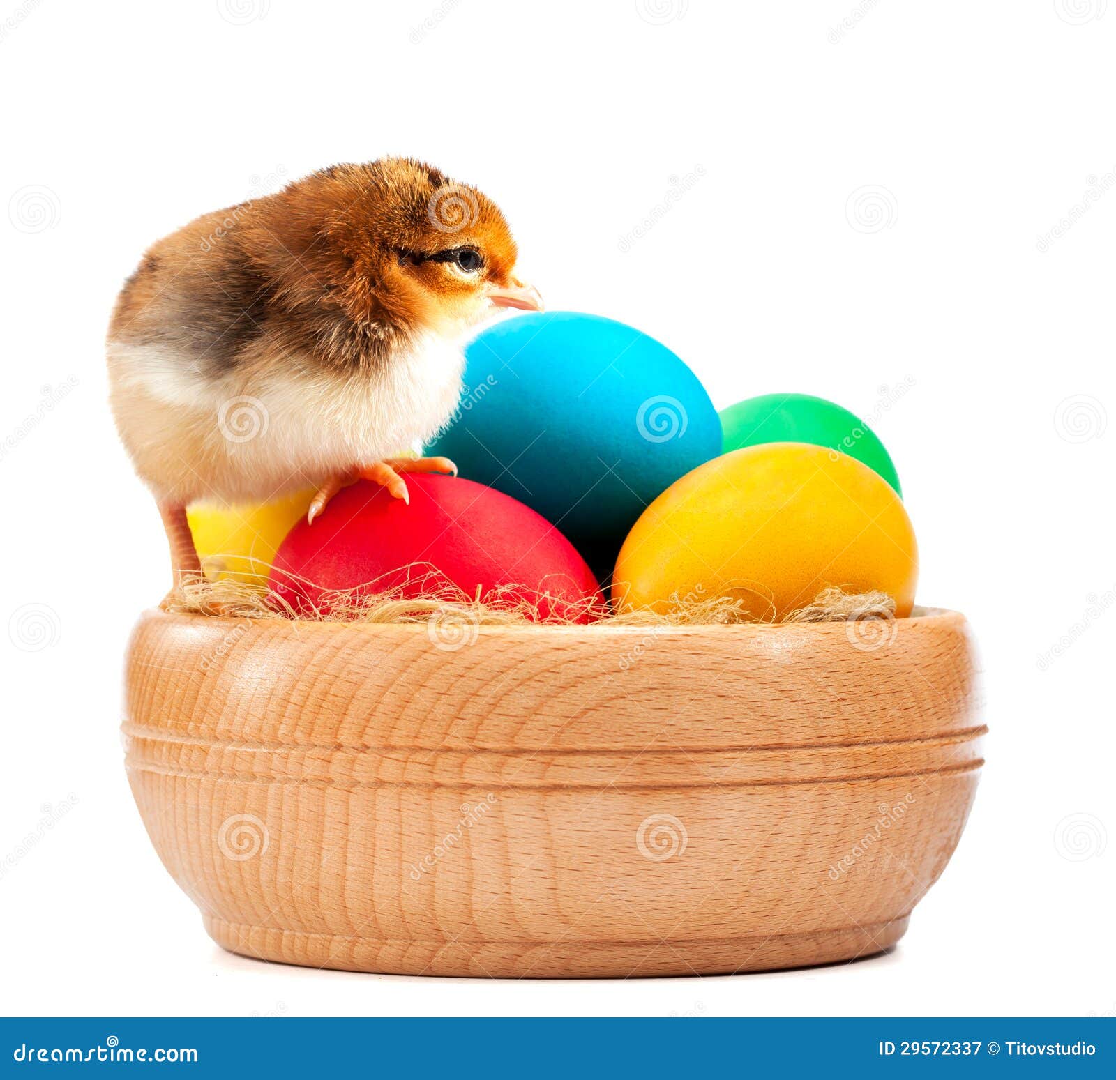 Rad Chick with Easter Eggs. Isolated on White Stock Image - Image of ...