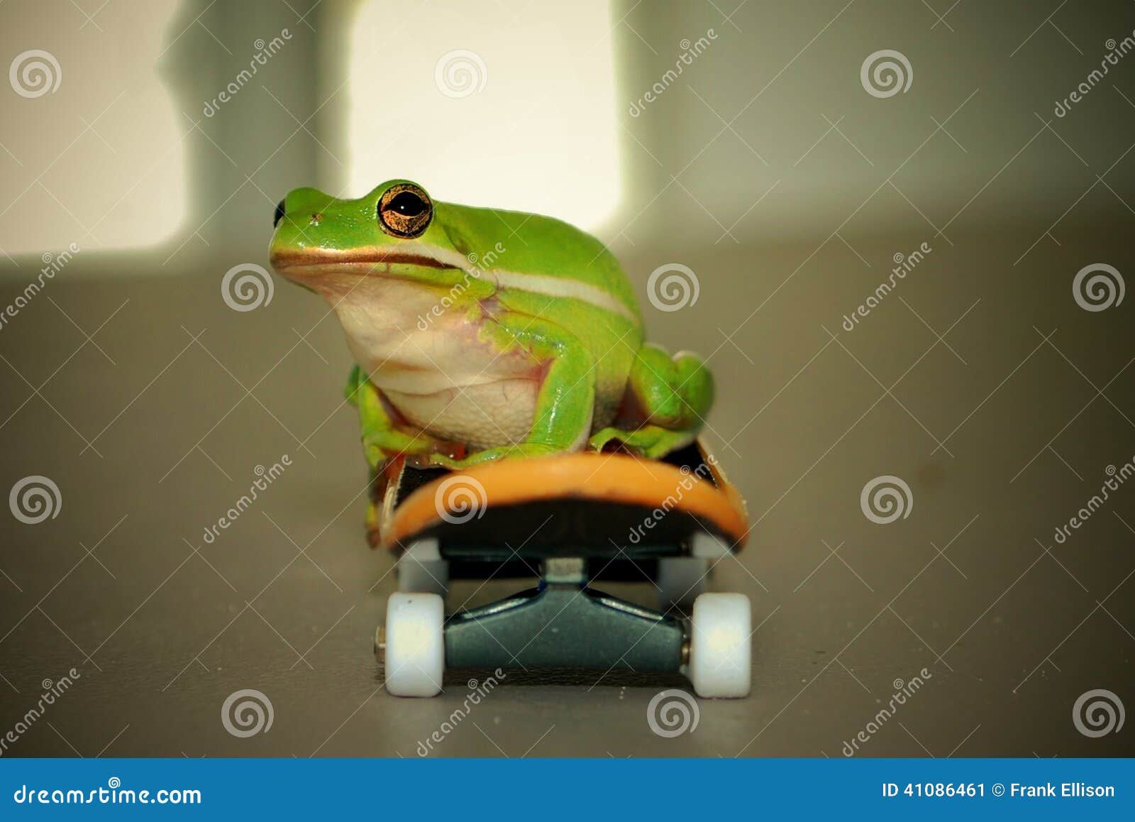 Frog Skateboard Stock Photos - Download 4 Royalty Free Photos
