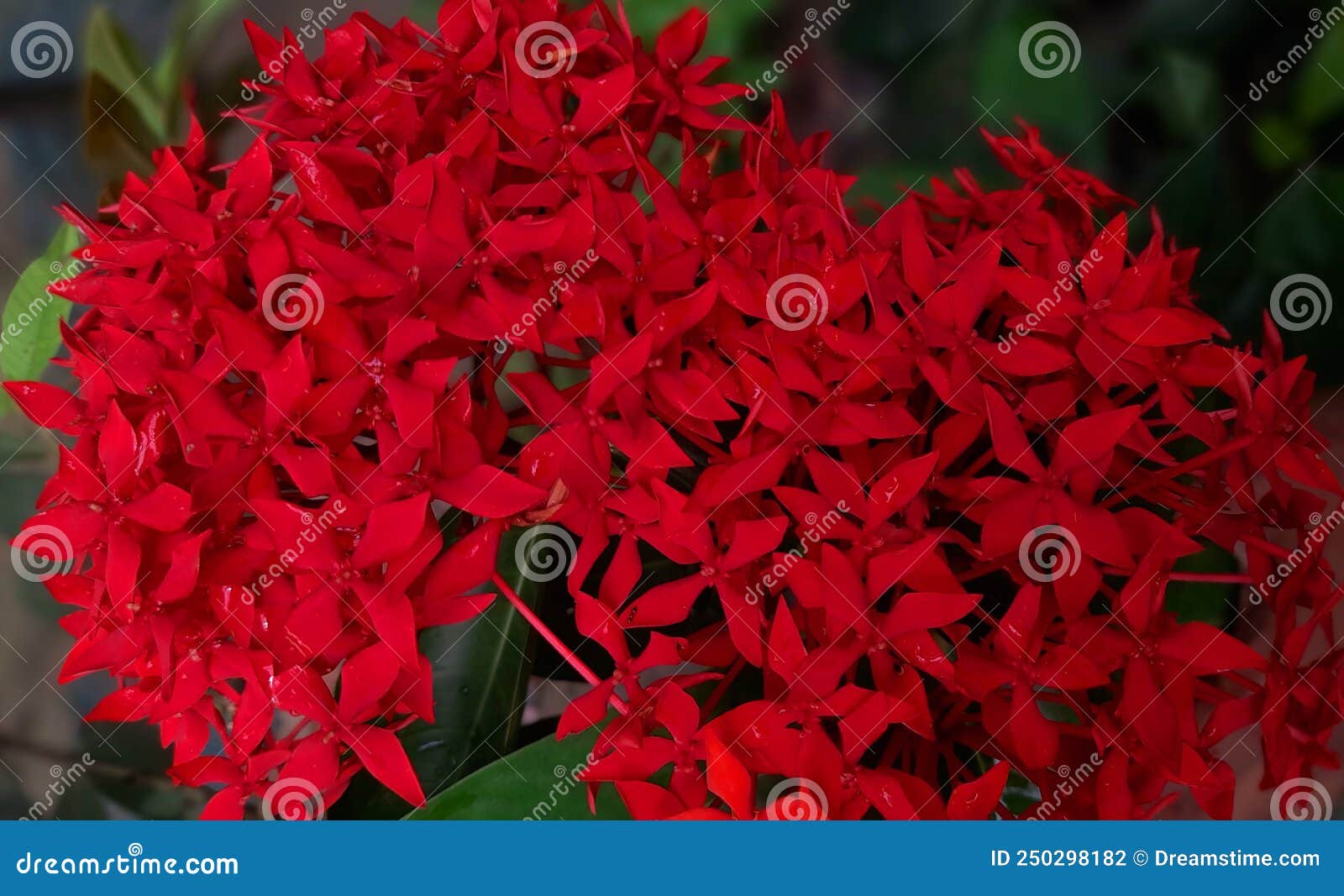 RAD FLOWER stock photo. Image of flower, lower, gardan - 250298182