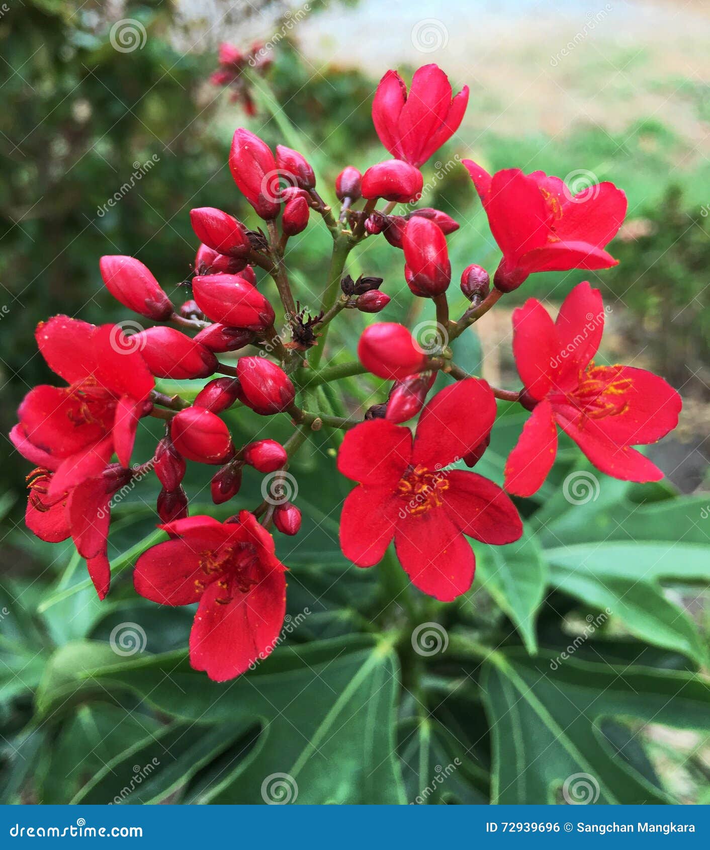 Rad flower in the garden stock photo. Image of flower - 72939696