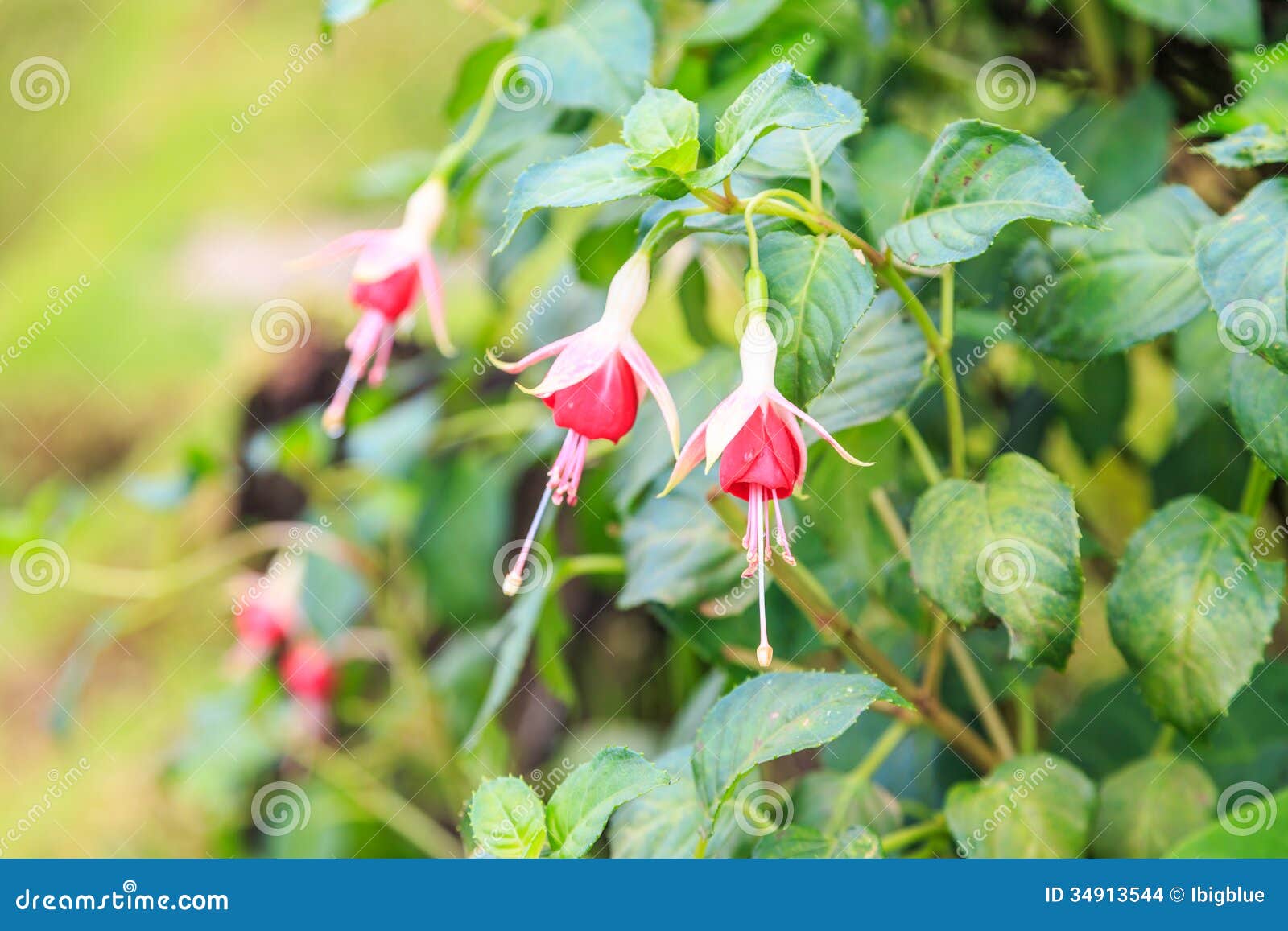 Rad flower stock photo. Image of green, rose, macro, closeup - 34913544