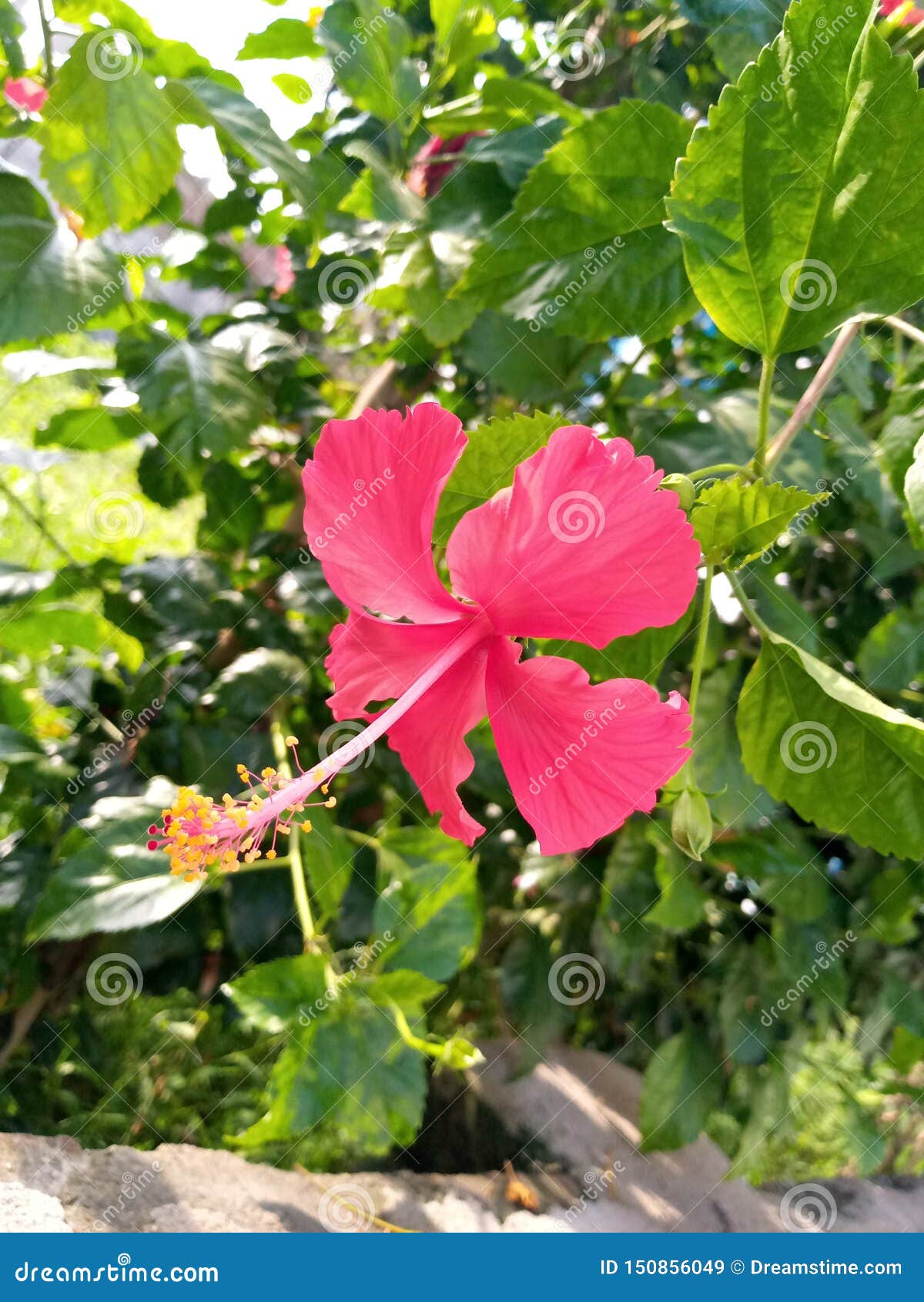 Rad stock image. Image of flower, calar, isvarynice - 150856049