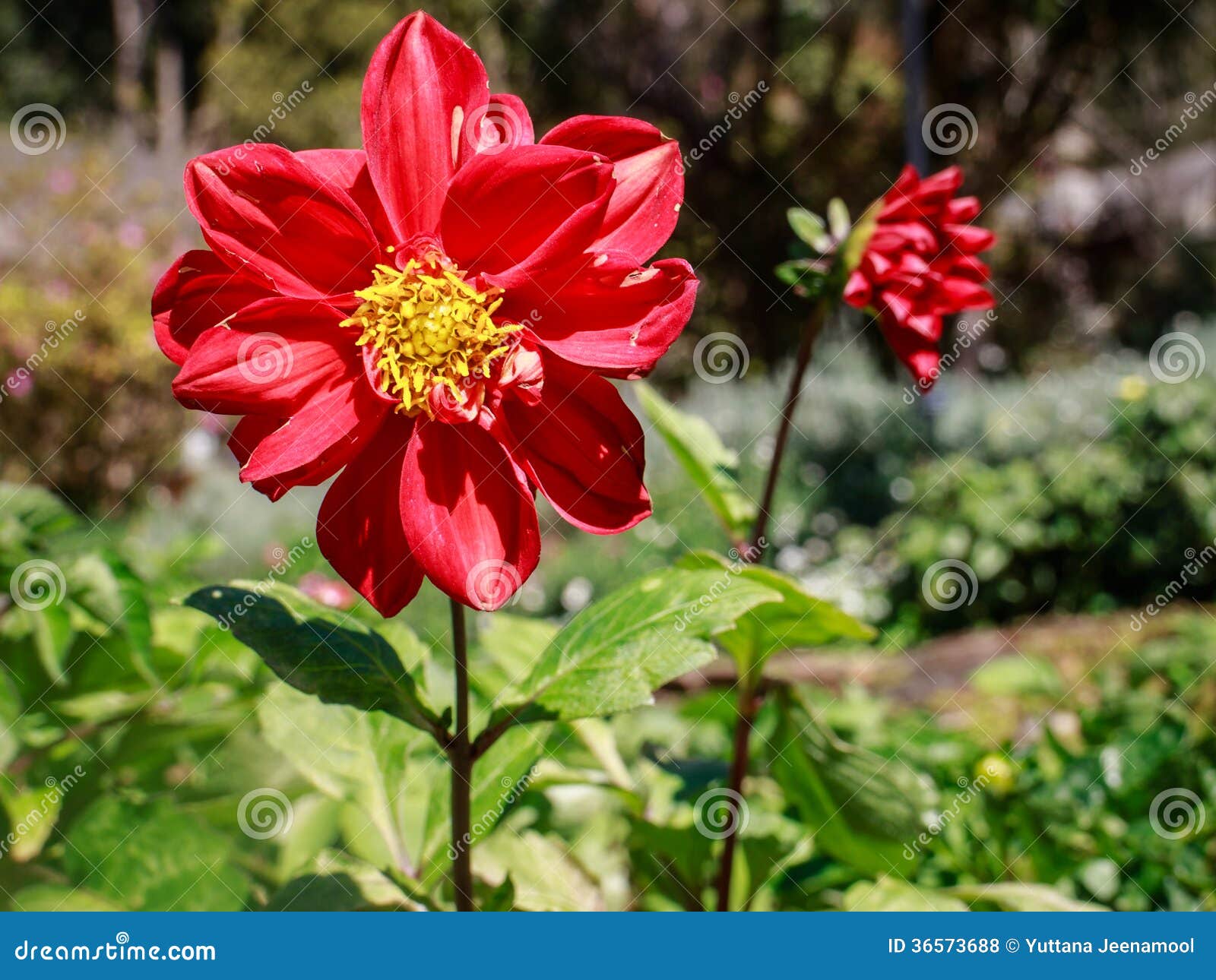 Rad flowers stock photo. Image of twig, seasonal, outdoor - 36573688