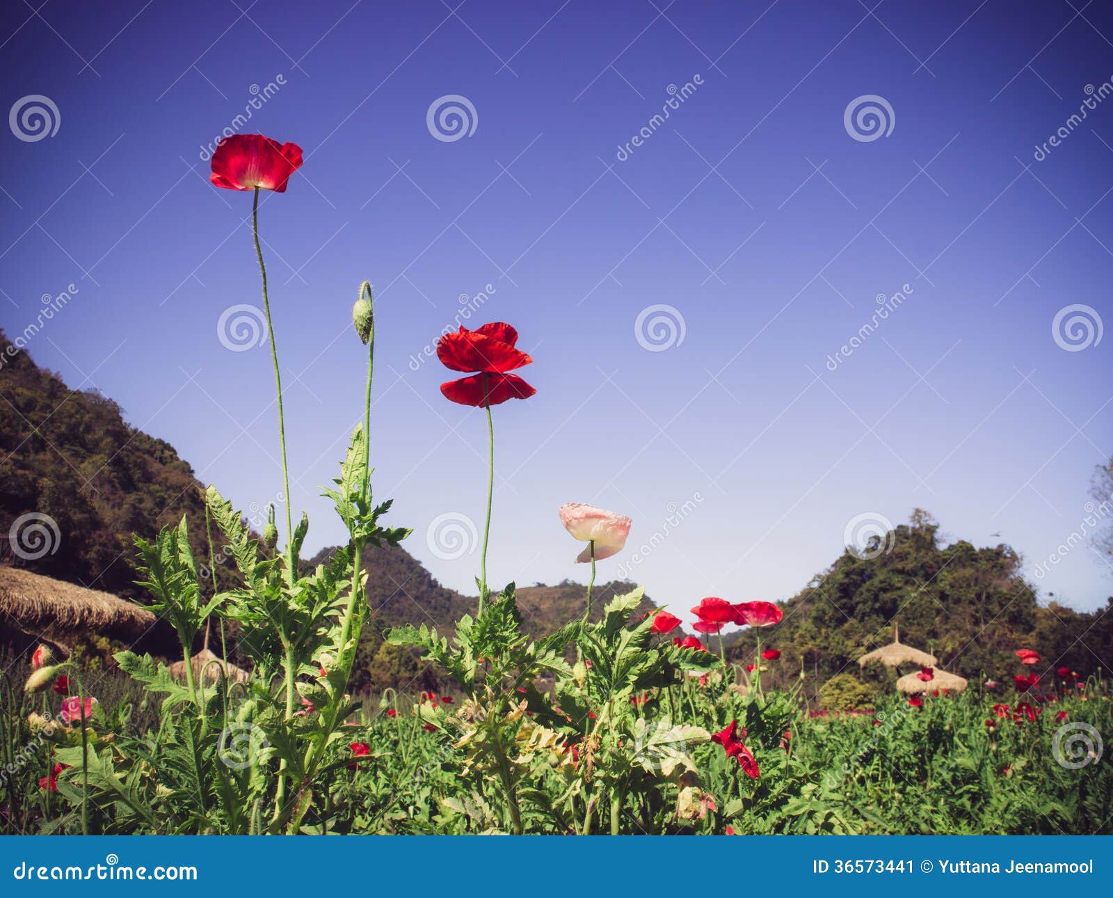 Rad flowers with blue sky stock image. Image of cultivated - 36573441