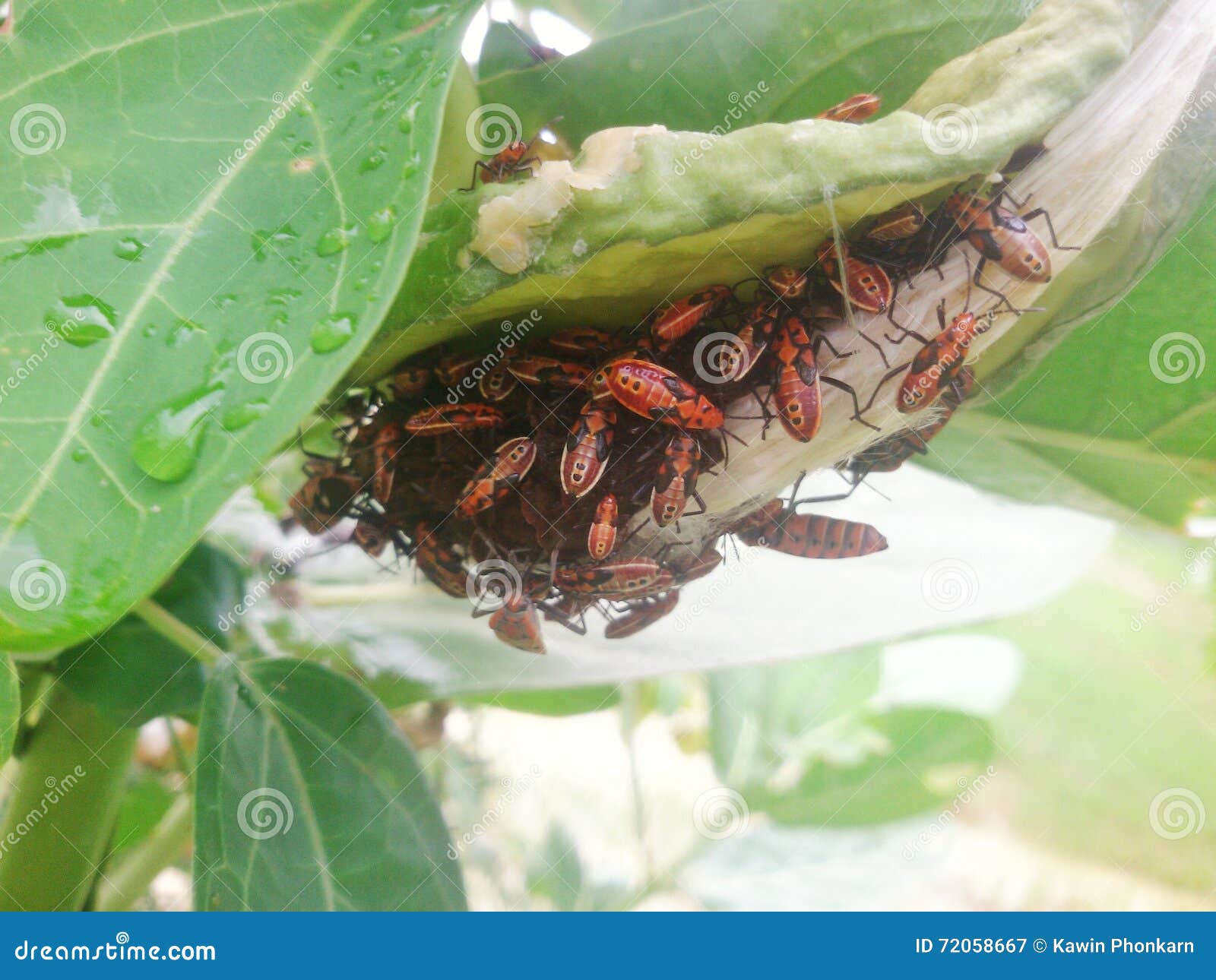 Rad insects on a leaf stock image. Image of leaf, green - 72058667