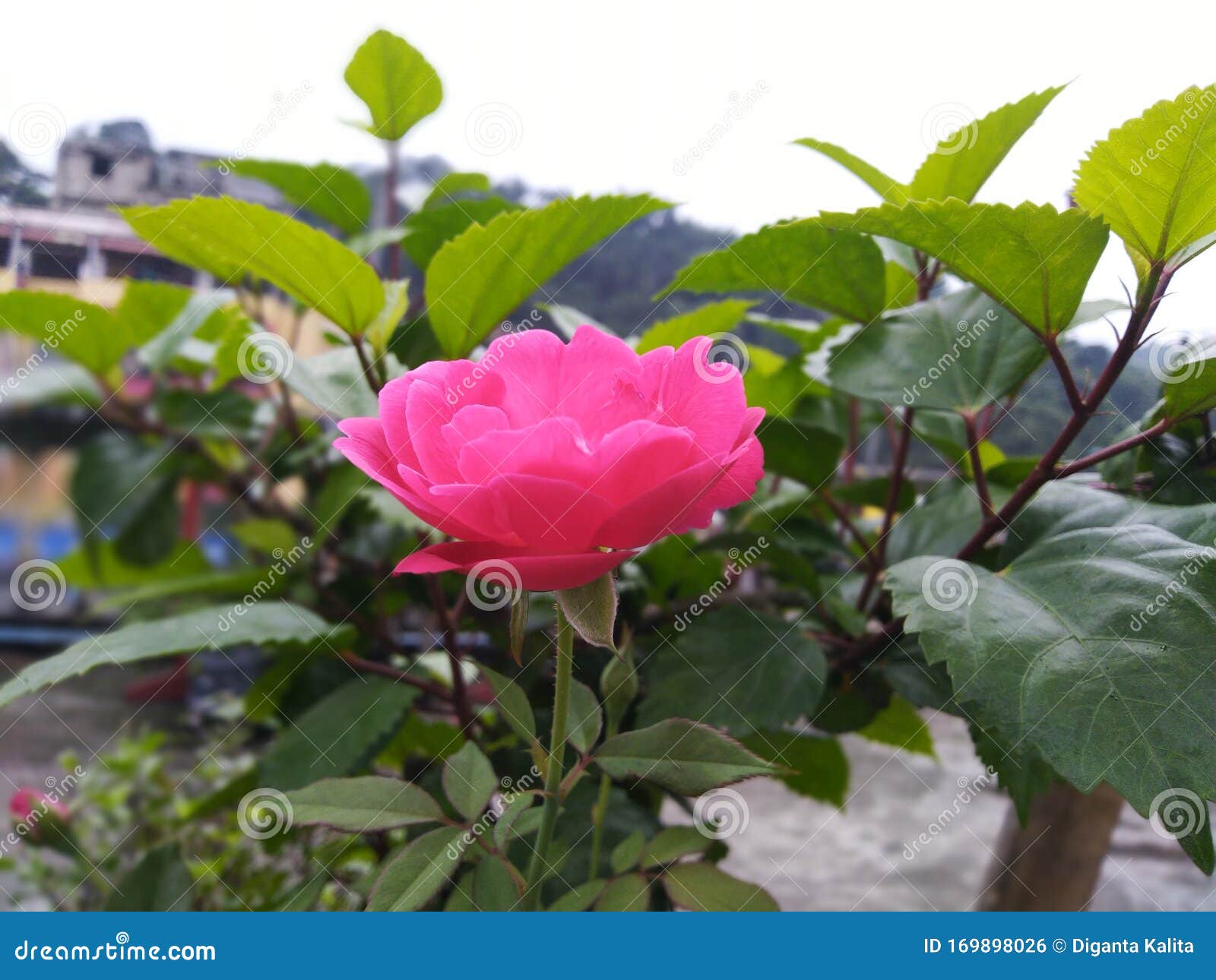 Rad Rose is a Sign of Love and Happiness . Stock Photo - Image of rose ...