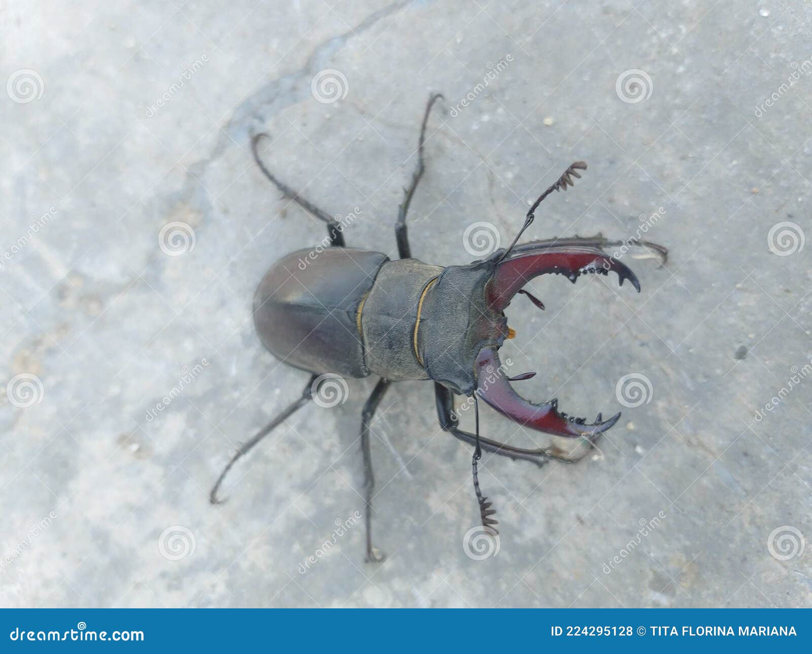 Radasca, Beetle with Strong Tongs Black! Stock Photo - Image of beetle ...