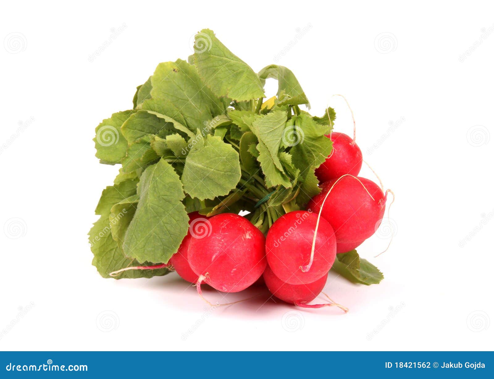 Raddish stock photo. Image of nature, radish, salad, isolated - 18421562