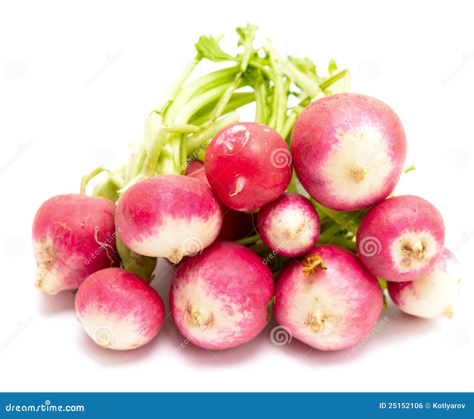 Raddish stock photo. Image of nature, harvest, calorie - 25152106