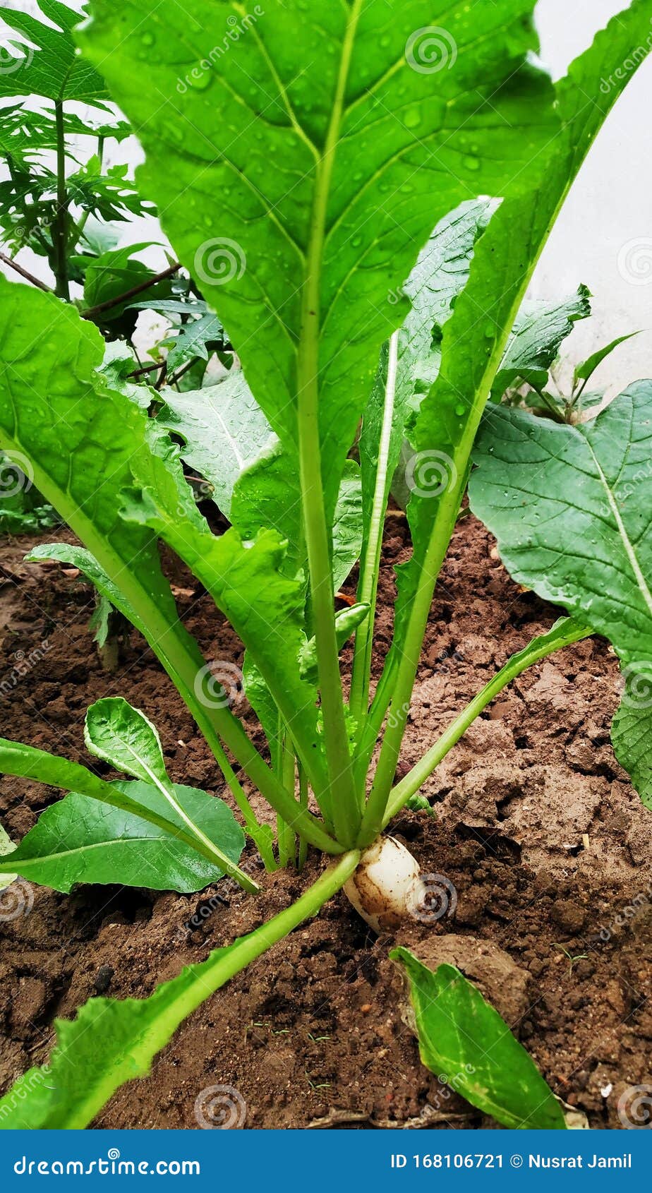 A raddish plant. stock image. Image of nature, leaves - 168106721
