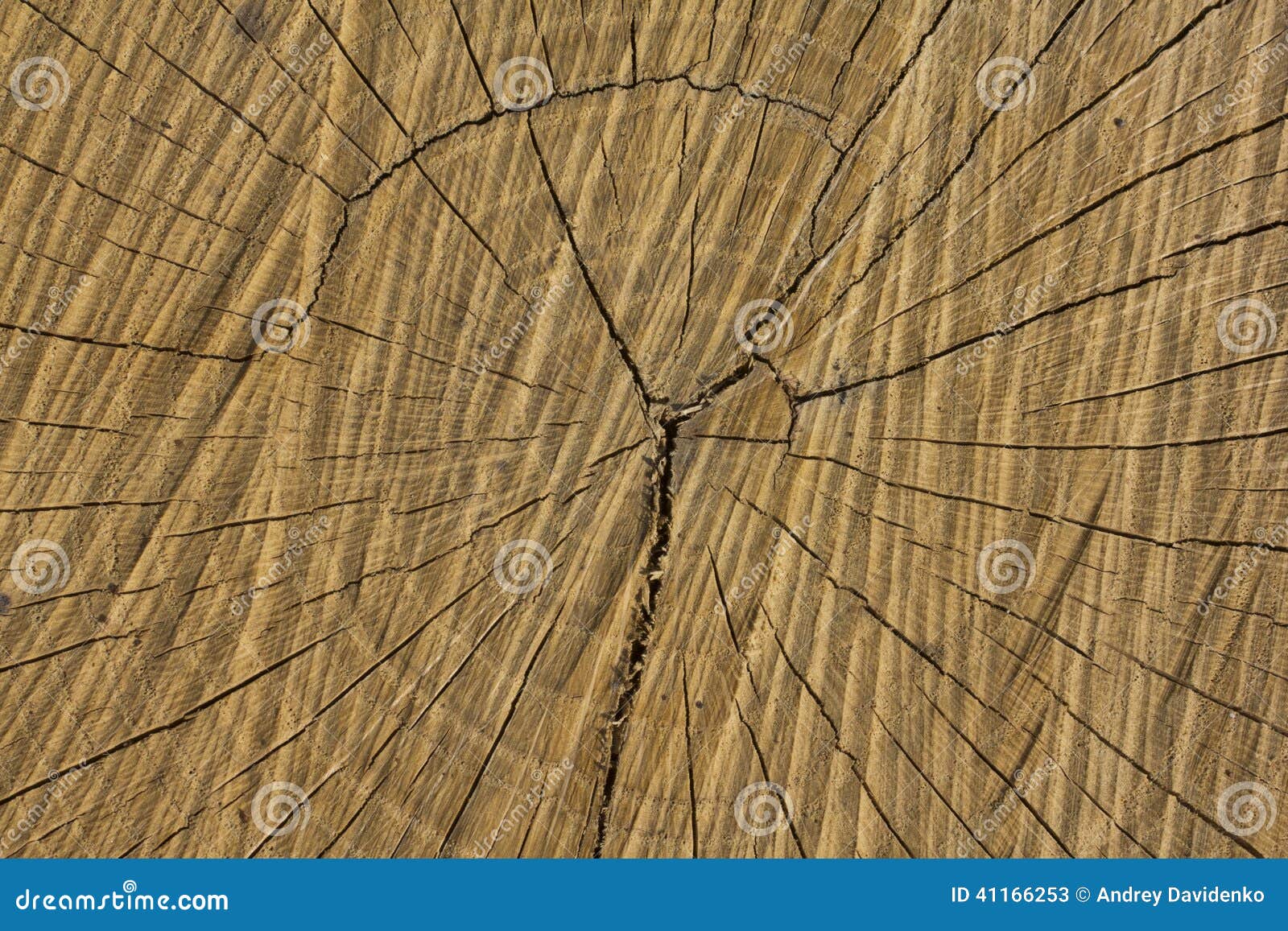 Radial cracks stock image. Image of cracks, bark, beauty - 41166253