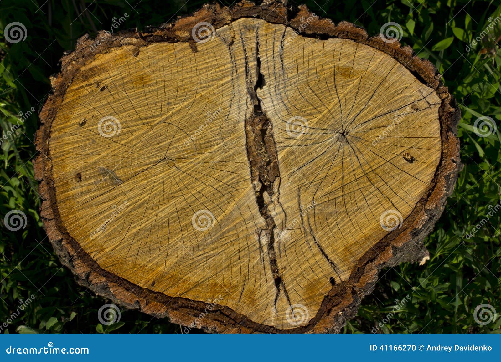 Radial cracks stock photo. Image of texture, rings, tree - 41166270