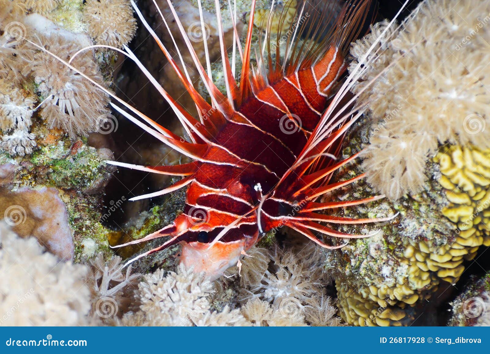 Radial Firefish Stock Photos - Free & Royalty-Free Stock Photos from ...