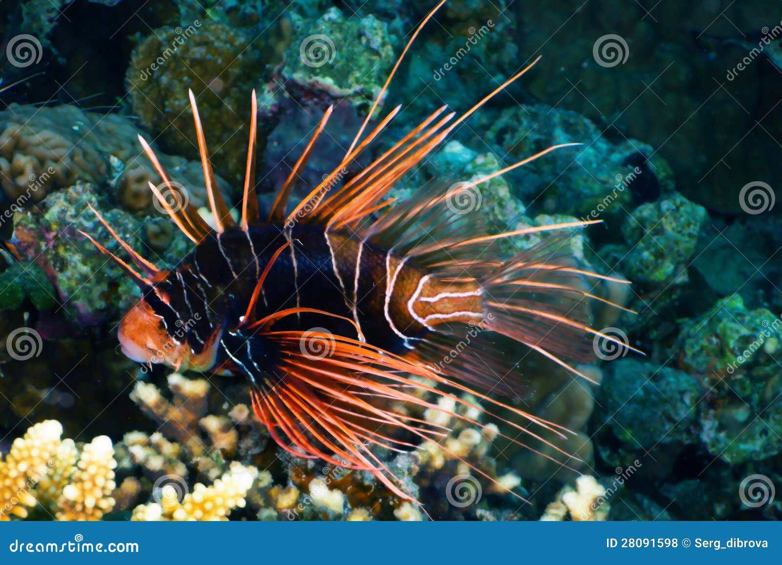 Radial firefish at night stock photo. Image of lionfish - 28091598
