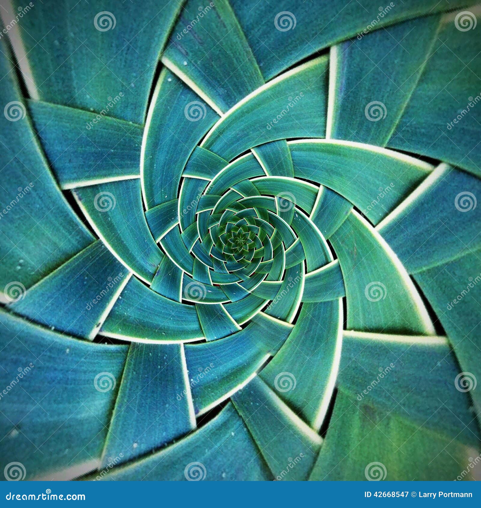 Radial LEaf Of A Penca Palm Royalty-Free Stock Photo | CartoonDealer ...