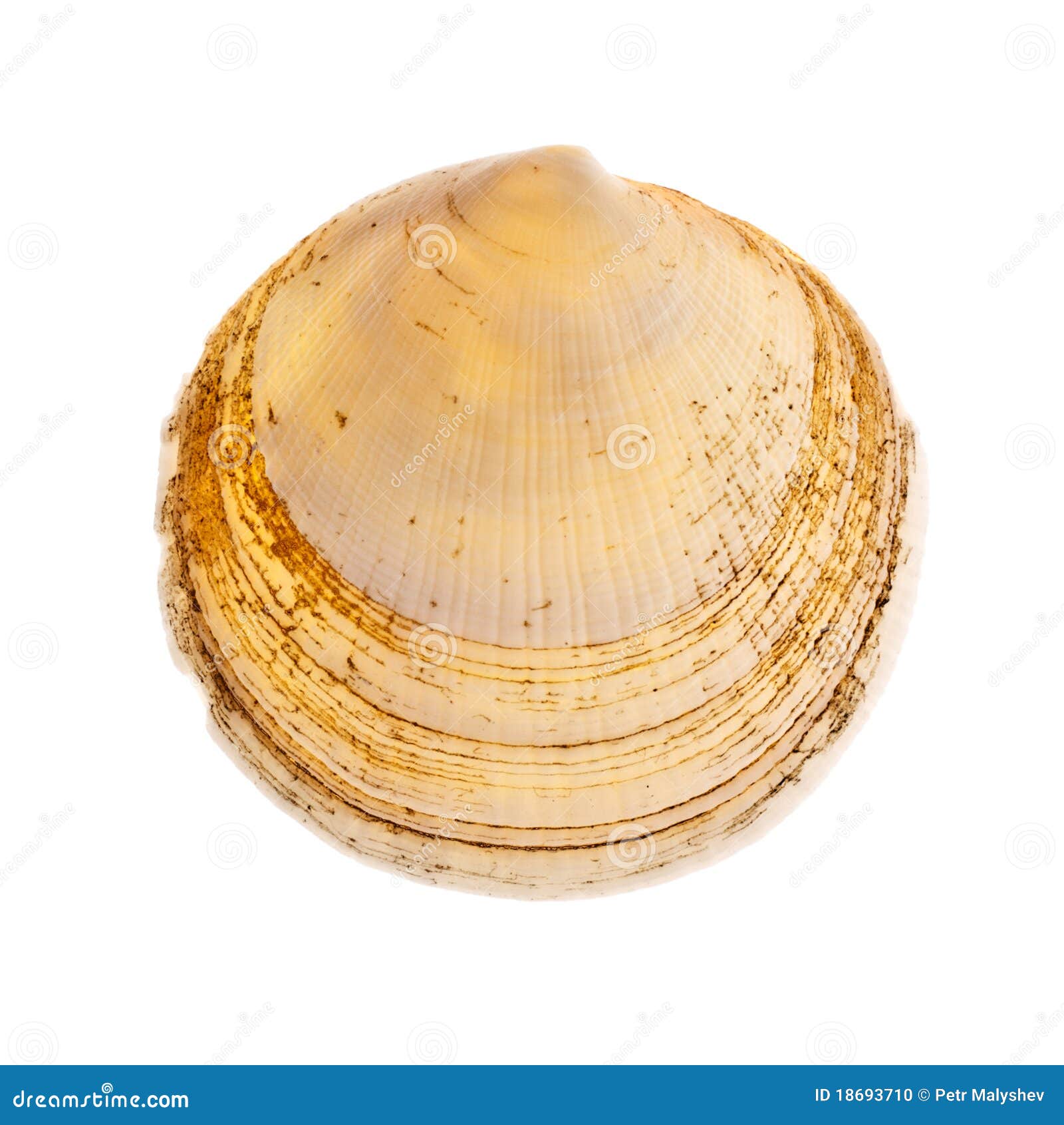 Radial Seashell stock photo. Image of radial, abstraction - 18693710