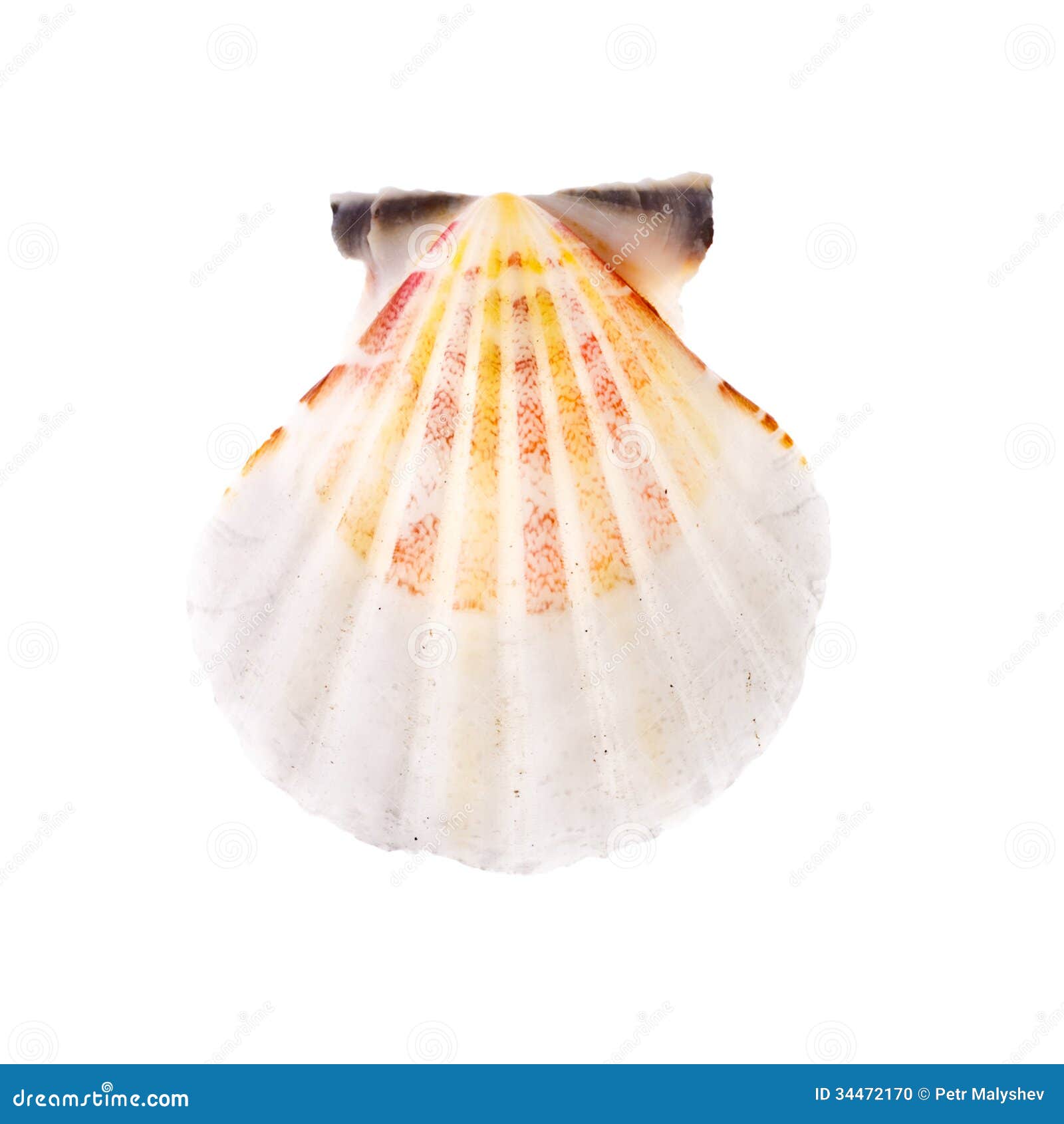 Radial Seashell stock photo. Image of marine, abstraction - 34472170