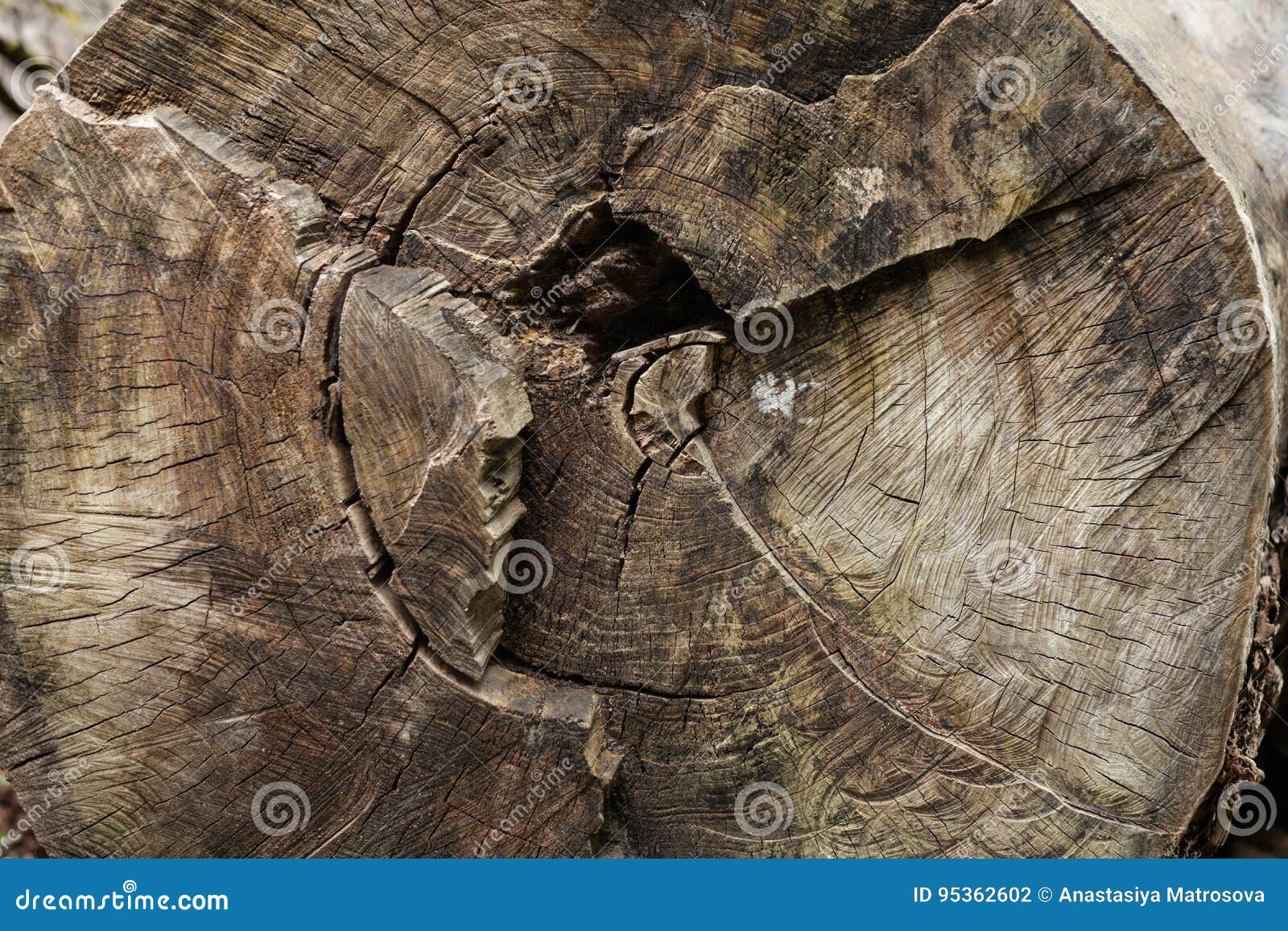 A Radial Section of a Tree Trunk. Stock Photo - Image of drawing, ring ...