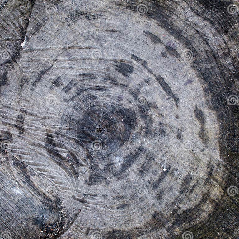A Radial Section of a Tree Trunk. Stock Image - Image of drawing ...