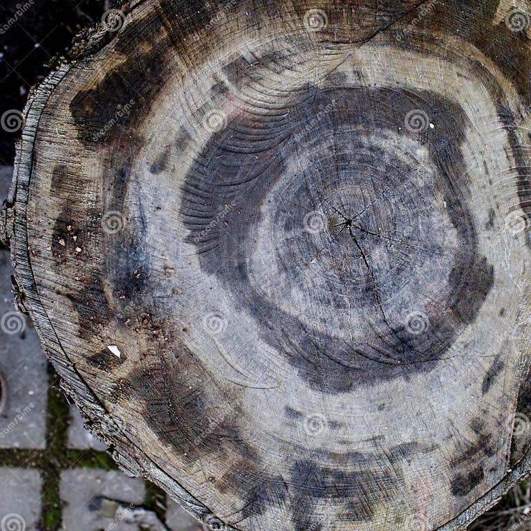 A Radial Section of a Tree Trunk. Stock Photo - Image of heartwood ...