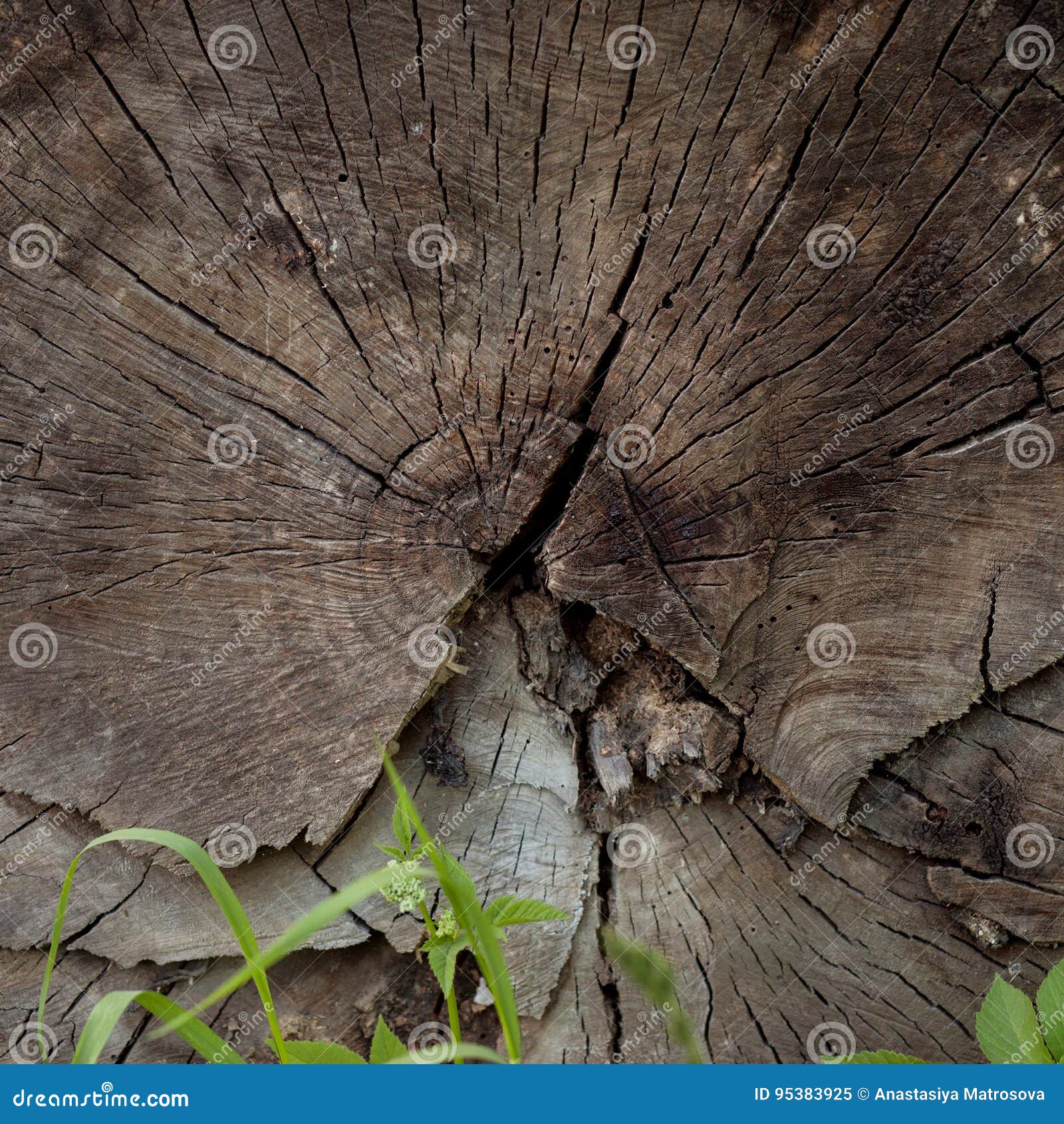 A Radial Section of a Tree Trunk. Stock Image - Image of sapwood, ring ...
