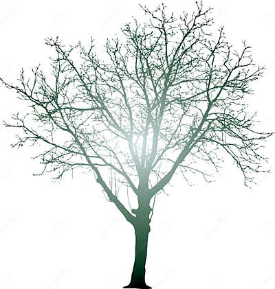 Radial tree stock vector. Illustration of branch, green - 8415475