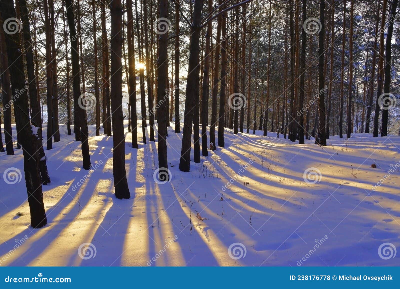 Radially Diverging Shadows from Pine Trunks in a Winter Forest Stock ...