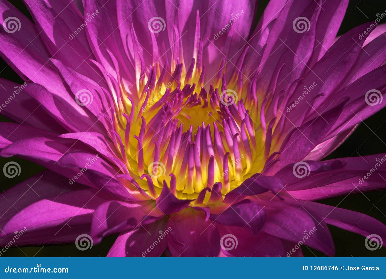 Closeup of Radiant Purple and Yellow Water Lilly Stock Photo - Image of ...