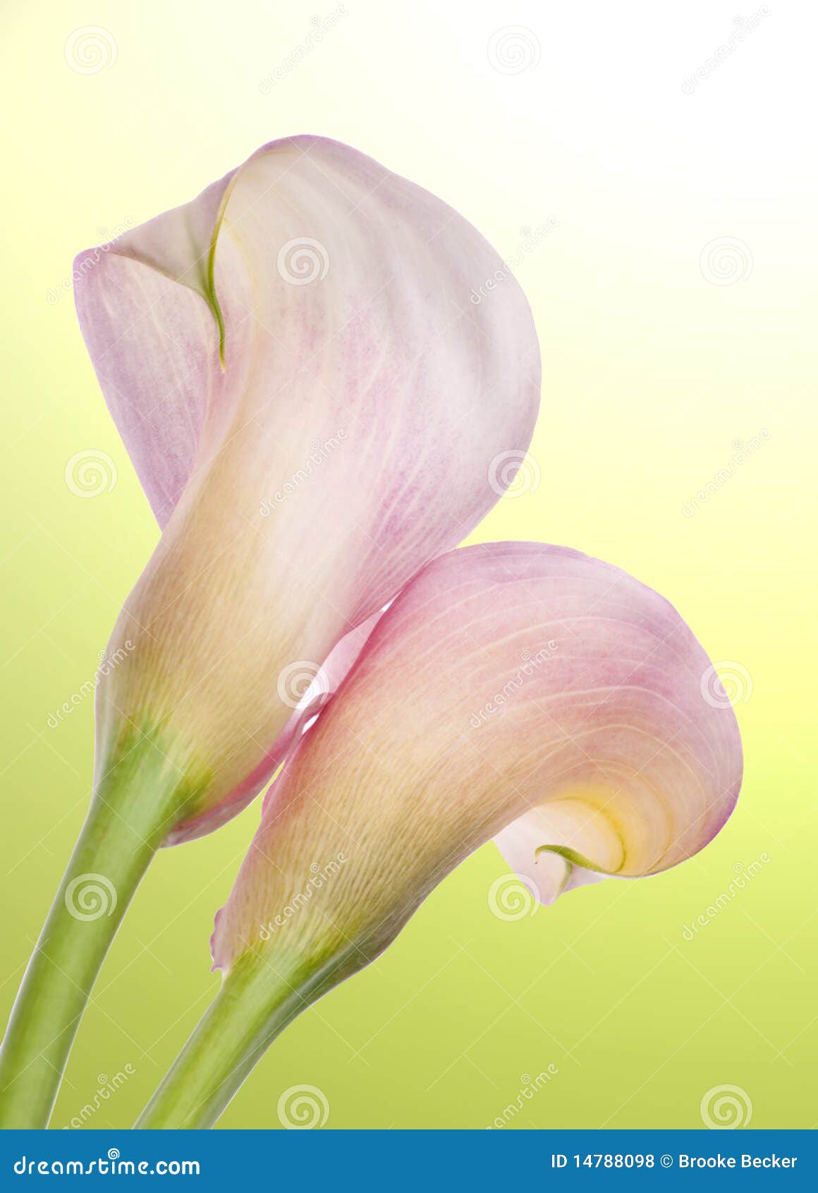 Radiant Calla Lily Background Stock Photo - Image of beautiful, border ...