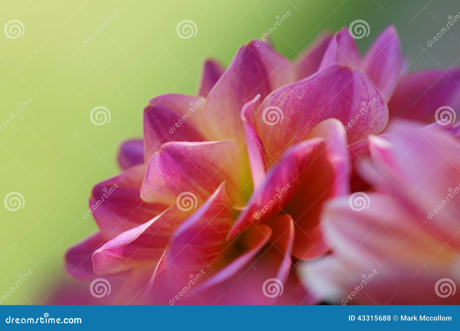 Radiant Flower Macro stock photo. Image of backyard, radiant - 43315688