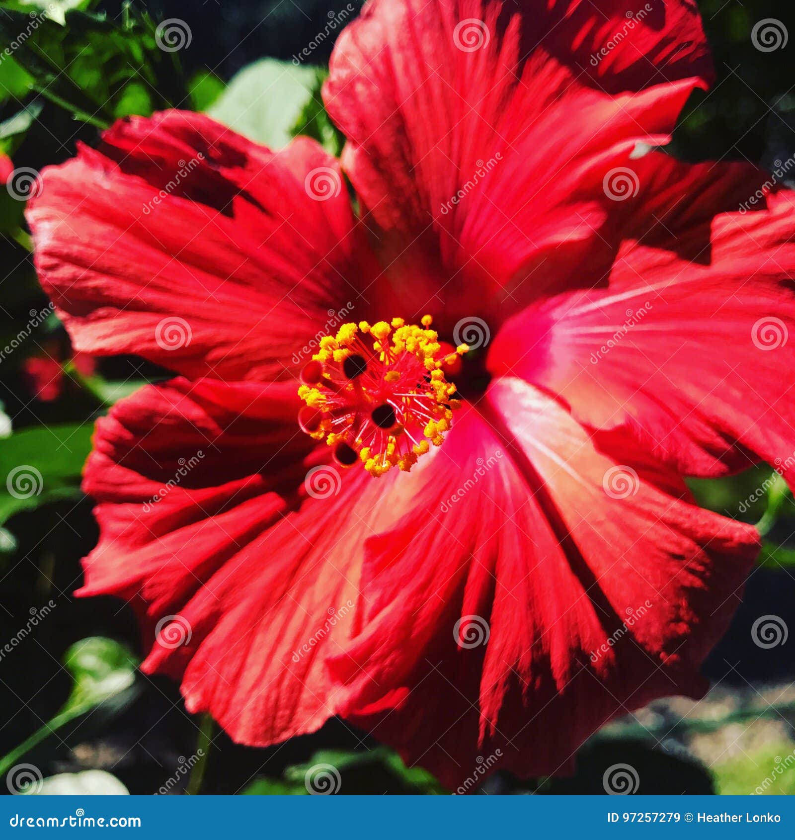 Radiant Flower stock image. Image of beautiful, flower - 97257279