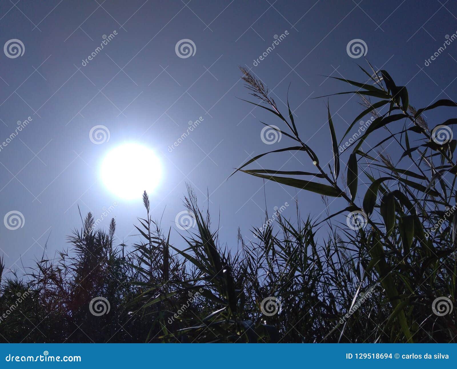 Radiant sun stock photo. Image of radiant, leaves, detail - 129518694