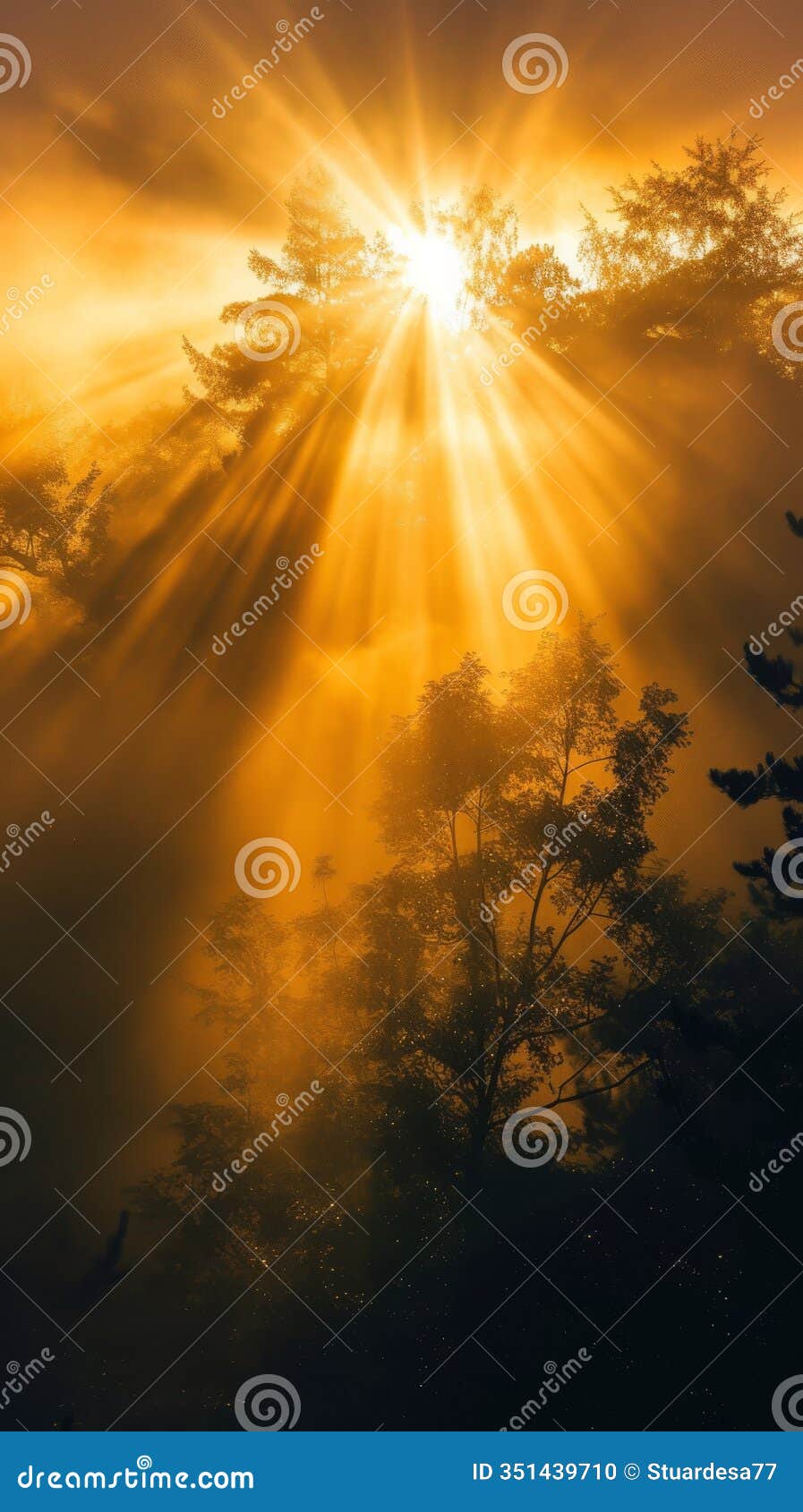 Radiant Sunbeams through Forest Canopy Stock Photo - Image of glowing ... Radiant Sunbeams through Forest Canopy Stock Photo - Image of glowing ...