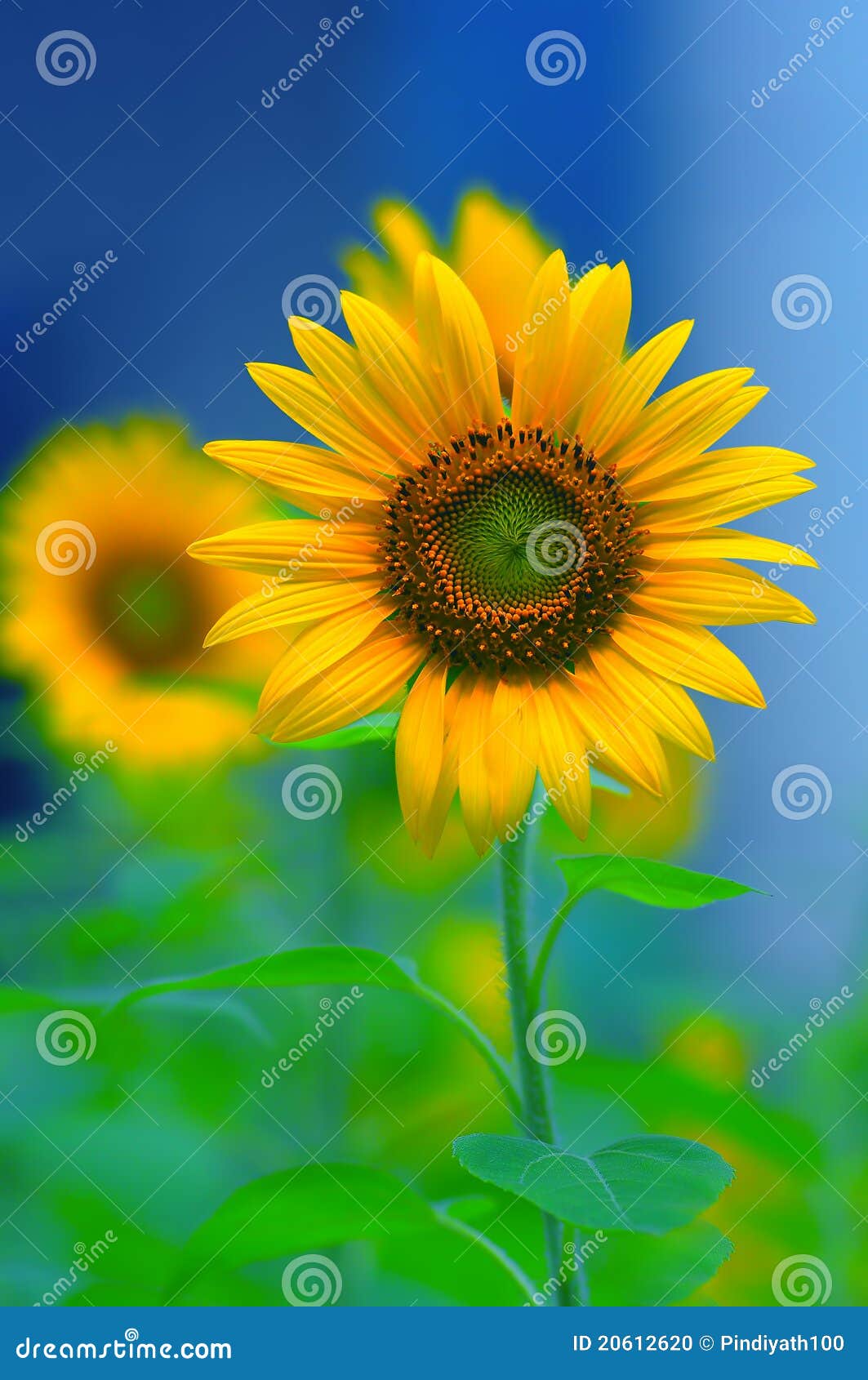 Radiant sunflower stock photo. Image of cheery, crisp - 20612620