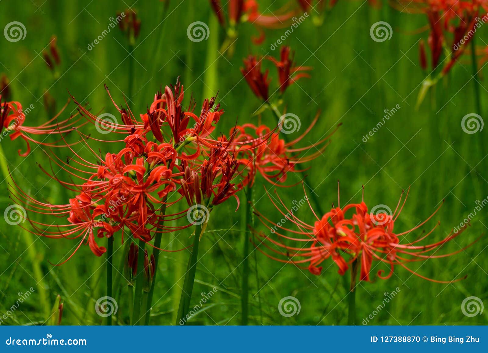 Radiata Rouge De Lycoris De Bloomimg Photo stock - Image du enfer ...