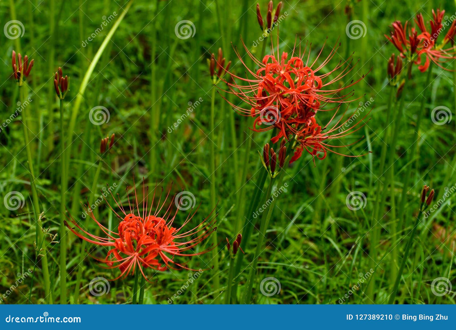 Radiata Rouge De Lycoris De Bloomimg Photo stock - Image du vert, enfer ...