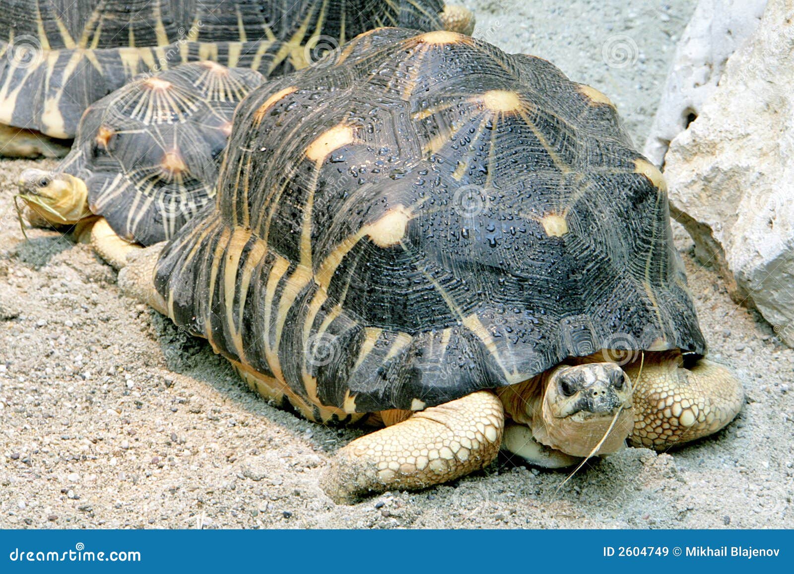 Radiated tortoise 1 stock image. Image of tortoise, wildlife - 2604749