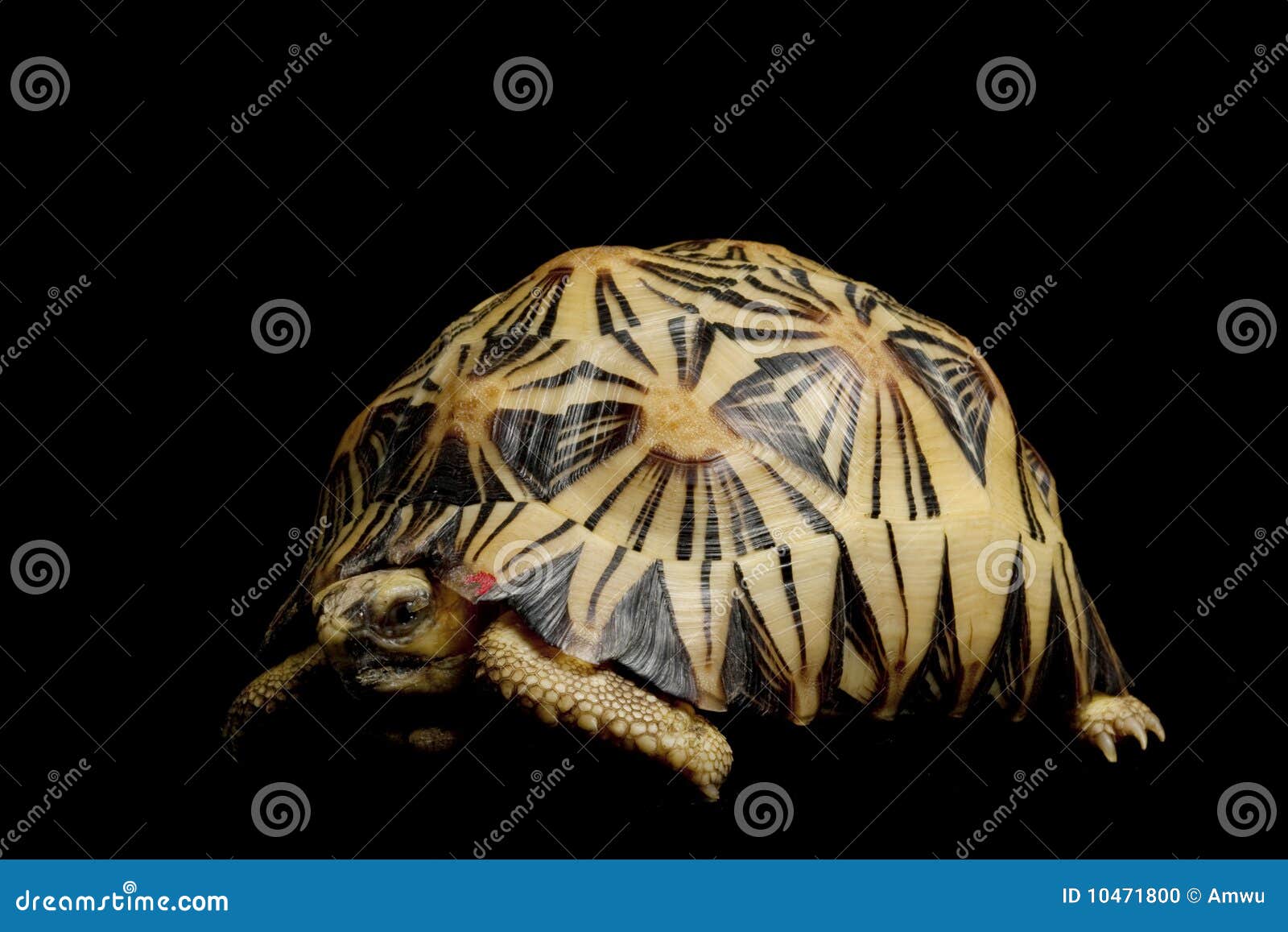 Radiated tortoise stock photo. Image of tortoise, wildlife - 10471800