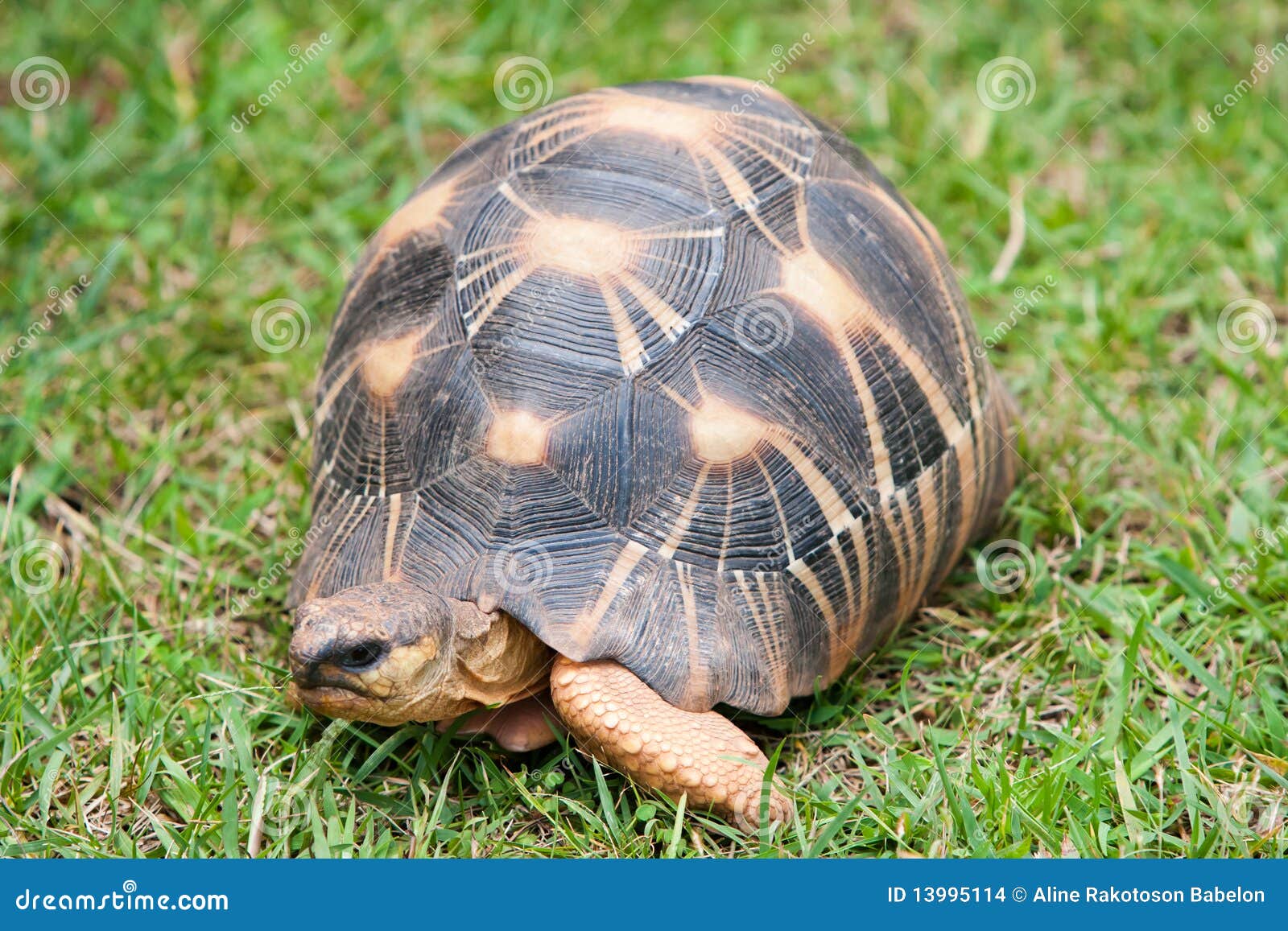 The radiated tortoise stock photo. Image of radiated - 13995114