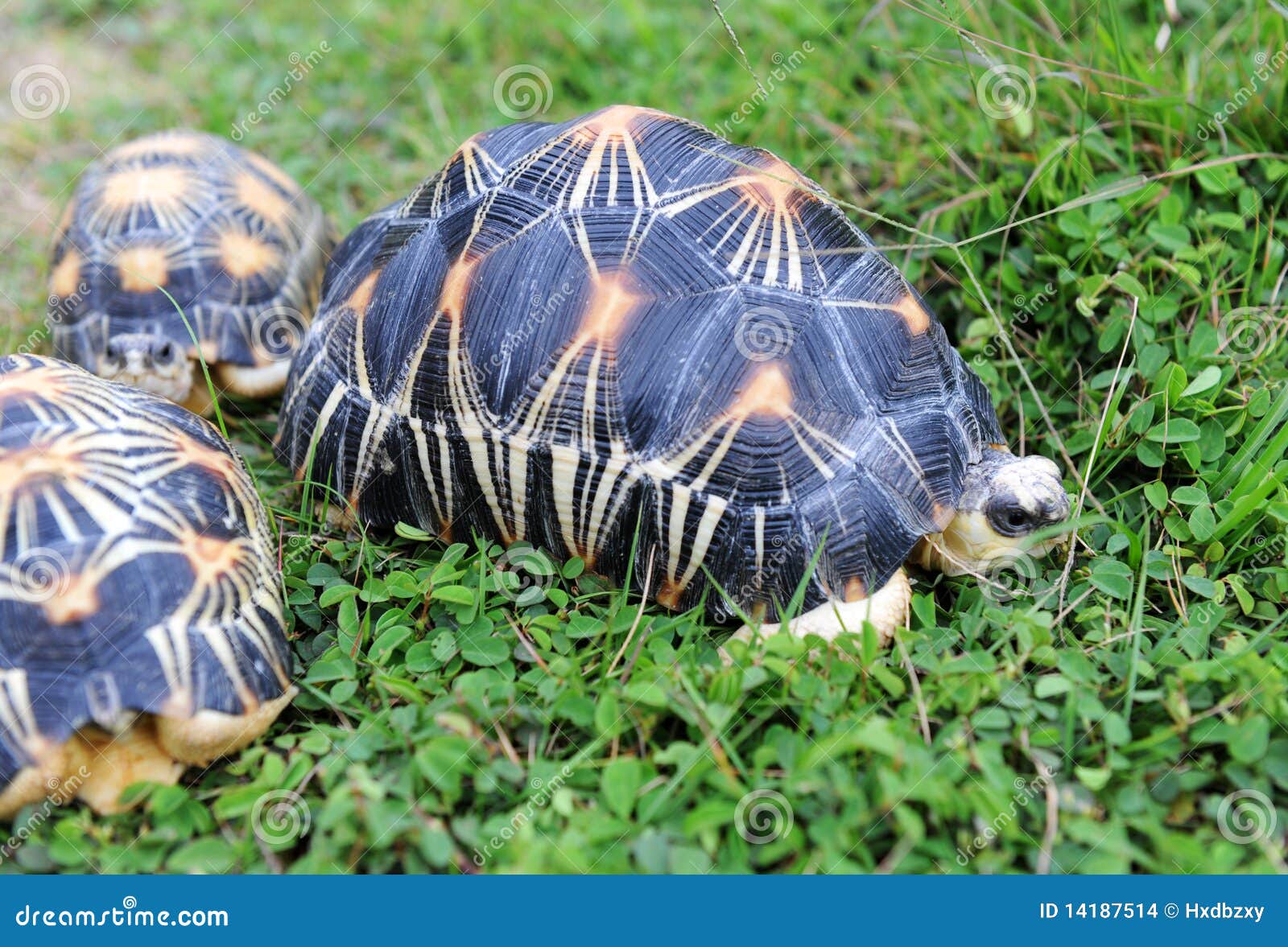 The radiated tortoise stock photo. Image of armor, reptile - 14187514