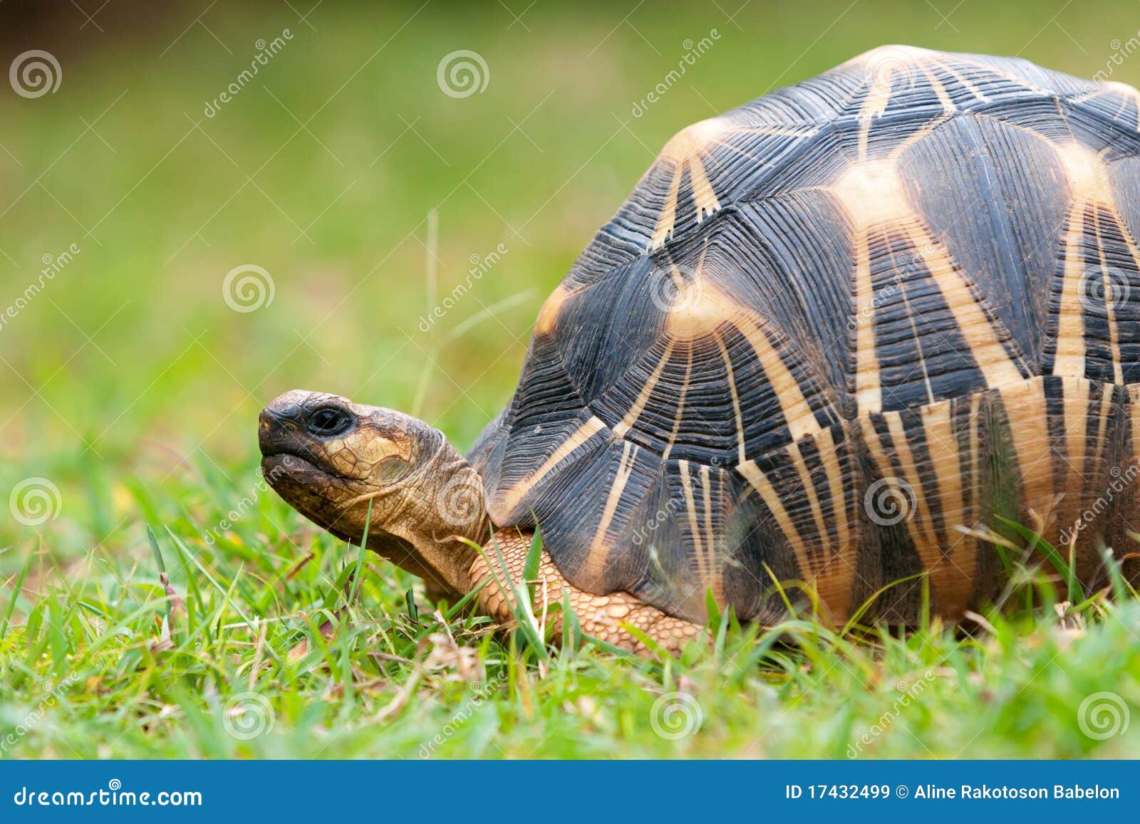 The radiated tortoise stock image. Image of slow, reptile - 17432499