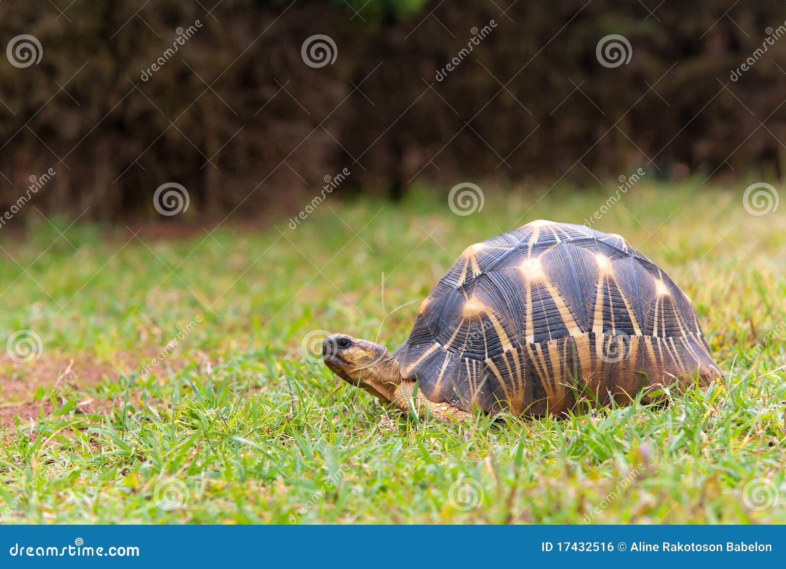 The radiated tortoise stock photo. Image of remote, radiata - 17432516